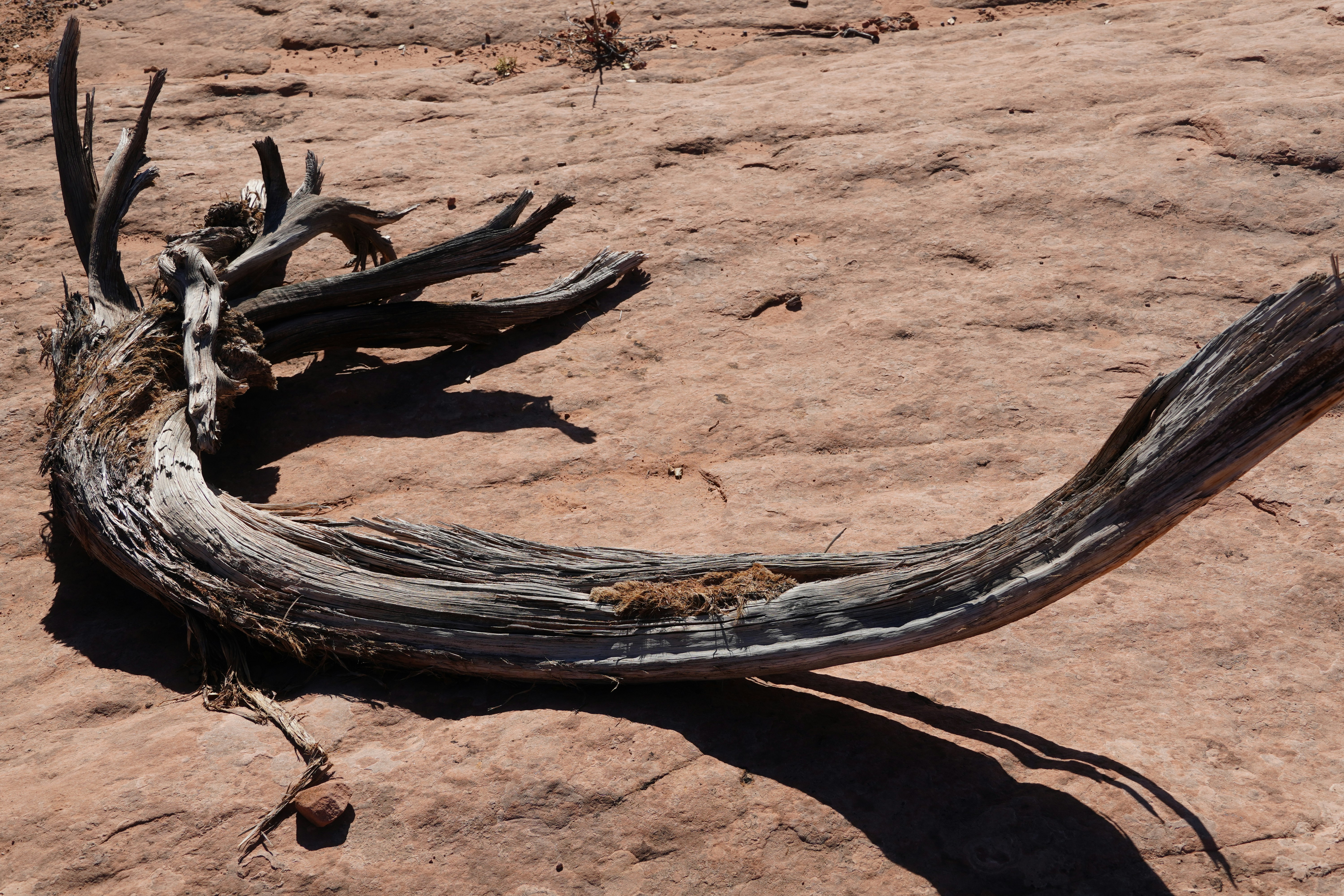 Desert Driftwood Arc: weathered log weaving through sunbaked clay