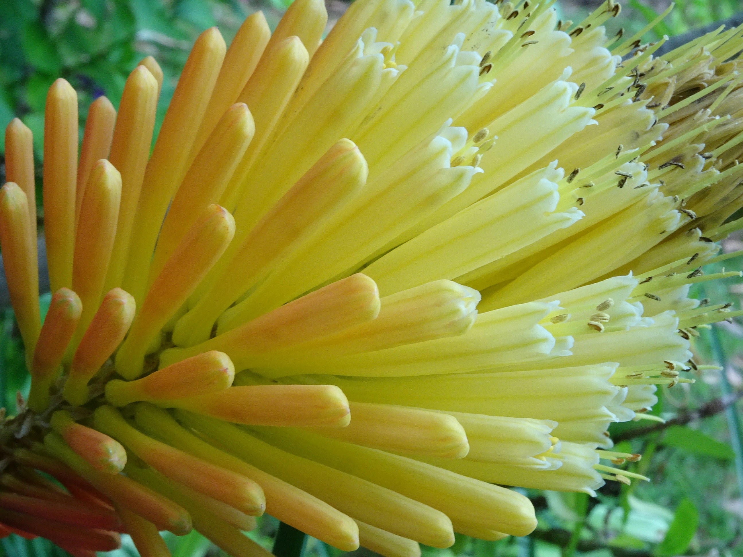 Close-up of a vibrant yellow and orange flower cluster, showcasing intricate petal formations against a lush green backdrop.