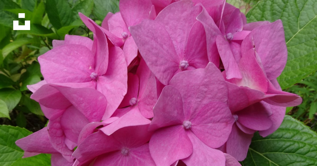 Foto Un Primer Plano De Una Flor Rosada Con Hojas Verdes Imagen