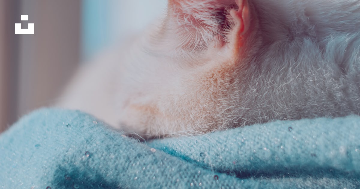 파란 담요 위에 누워 있는 흰 고양이 사진 Unsplash의 무료 슈셴스코예 이미지