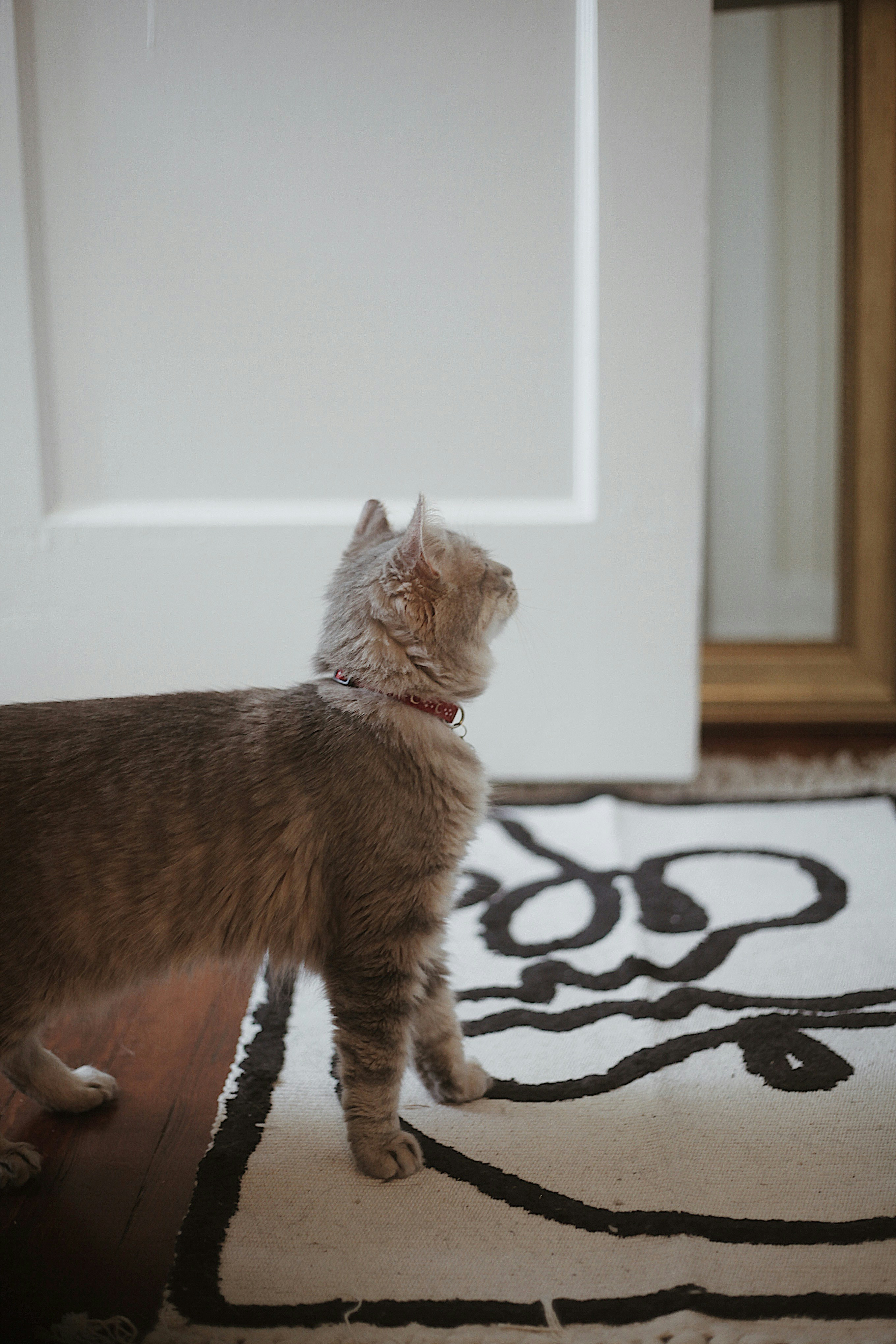Curious Cat Stands Guard by the Open Door on a Patterned Rug