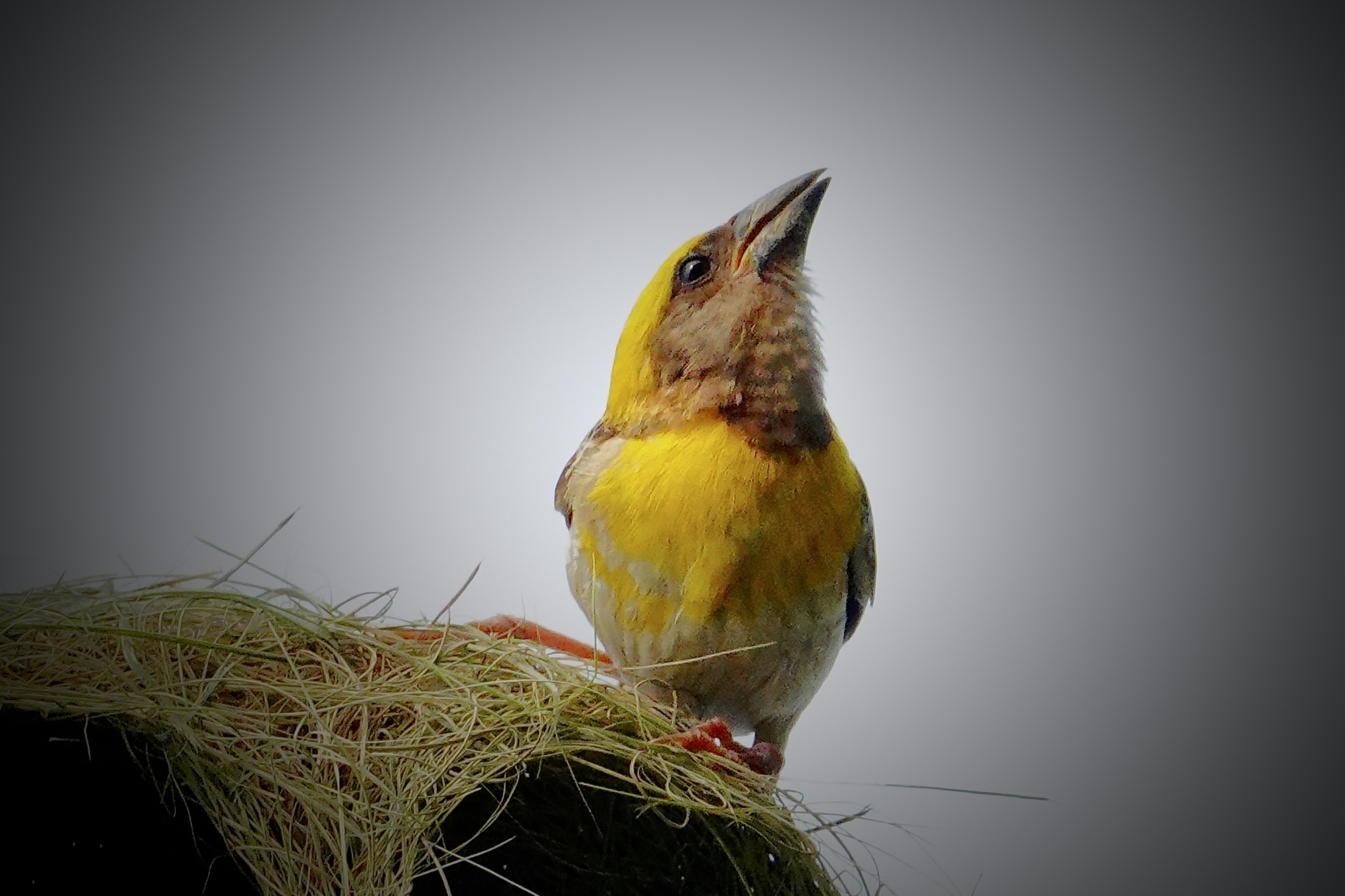 A yellow bird sitting on top of a pile of hay photo – Free Beak Image ...