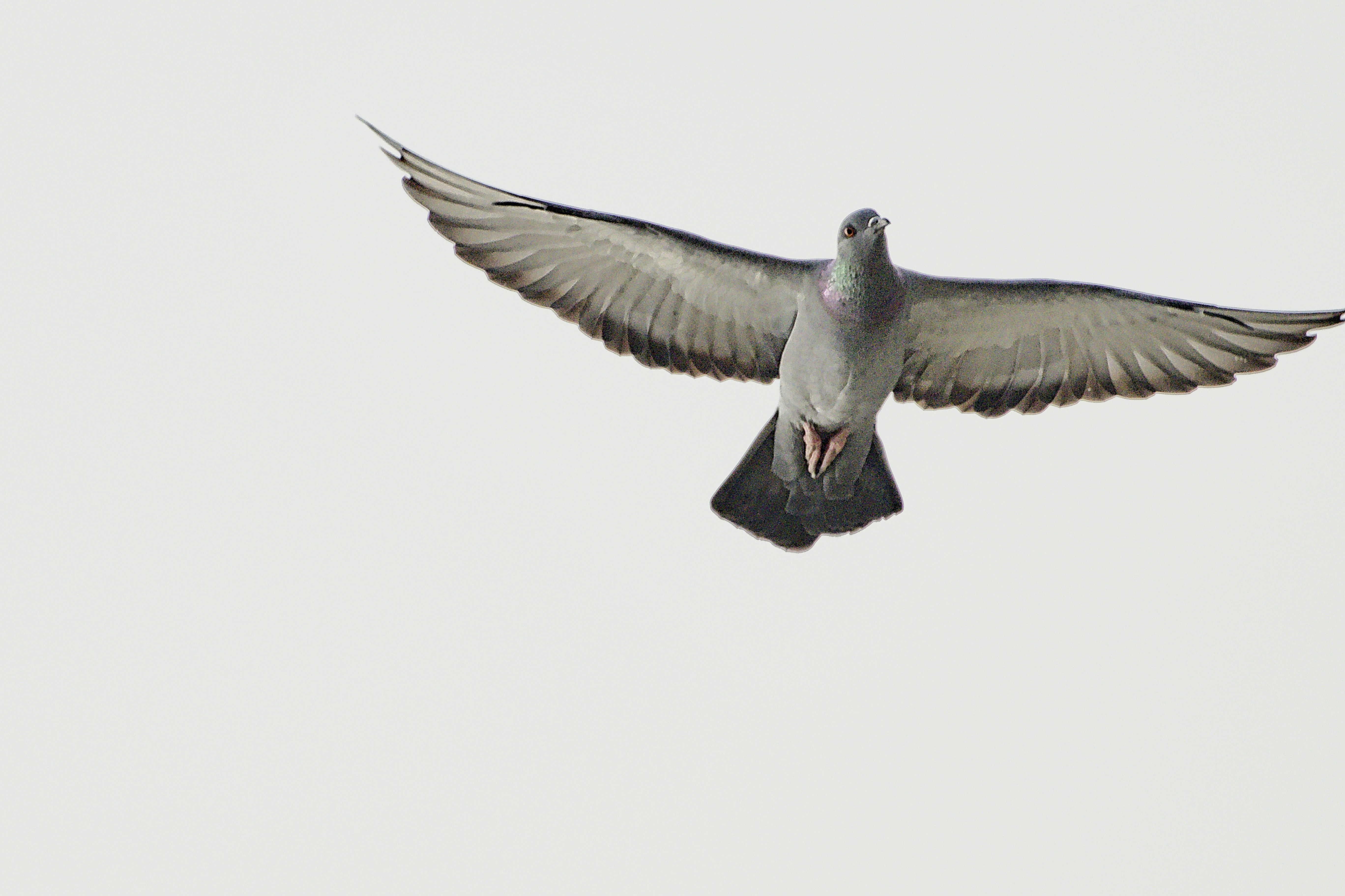 A bird flying through the air with its wings spread photo – Free Grey ...