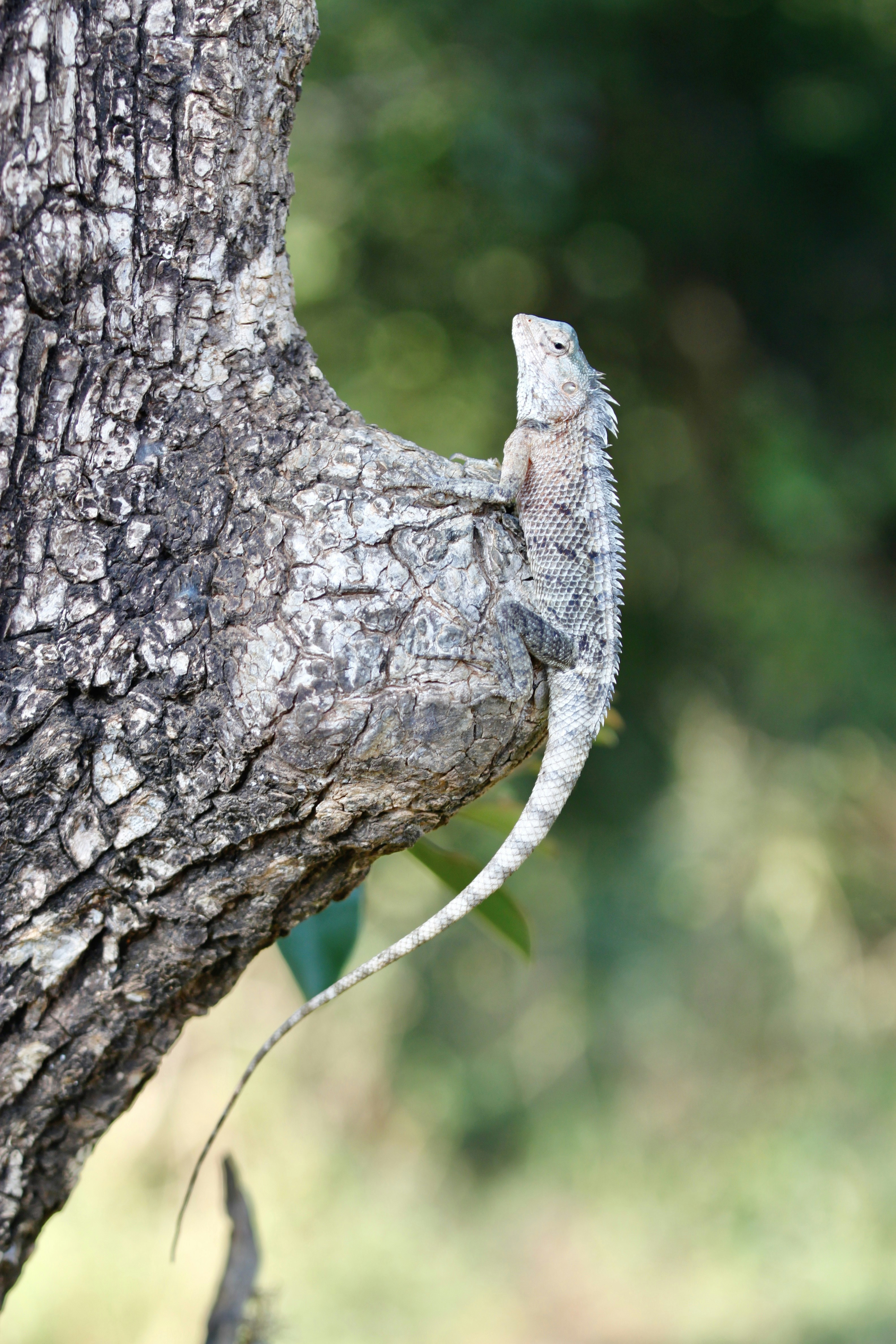 Arboreal Sentinel: Lizard Clinging to Weathered Bark