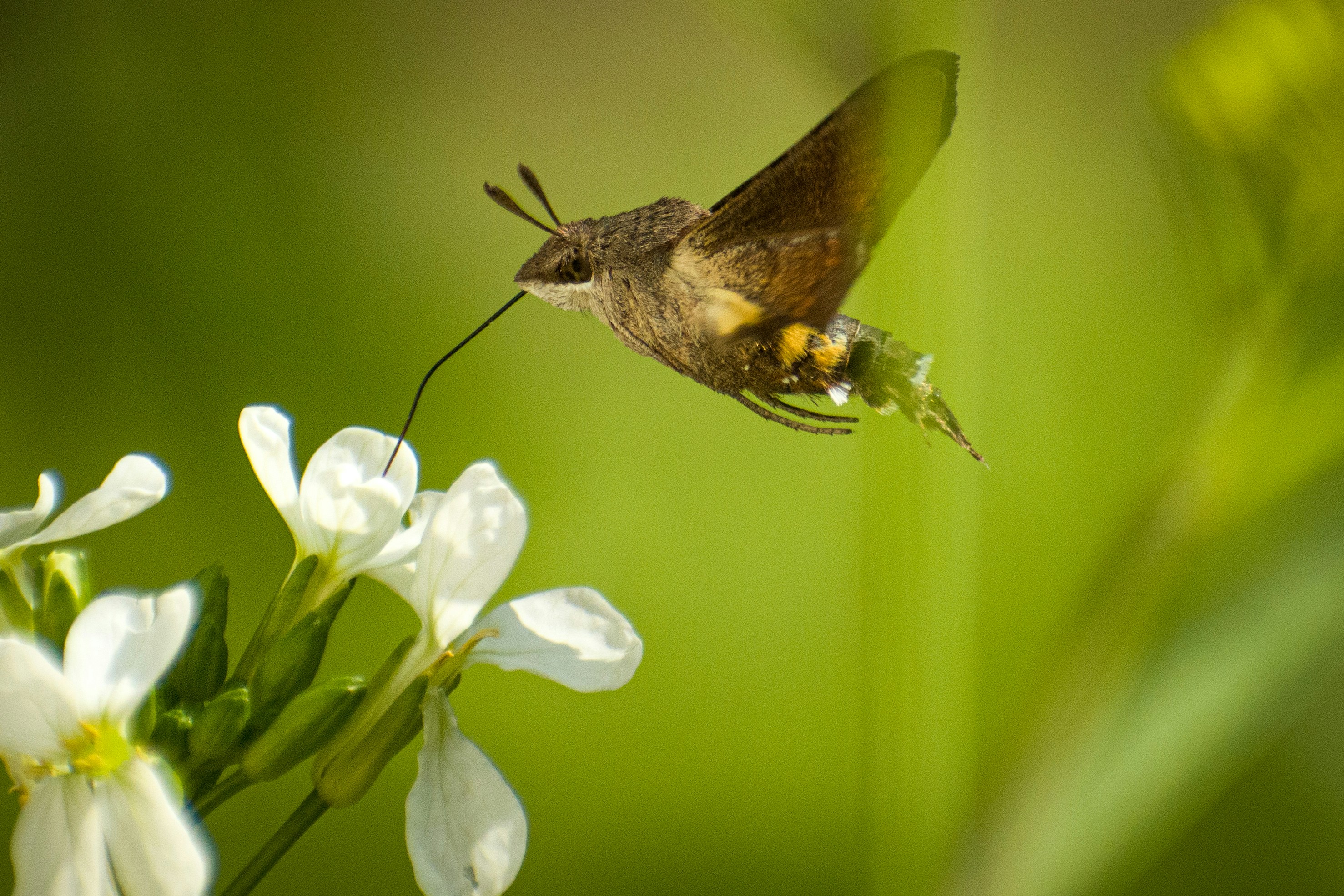 A hummingbird hovers gracefully near delicate white flowers, showcasing its intricate wings and long beak. The vibrant green backdrop enhances the scene's freshness.