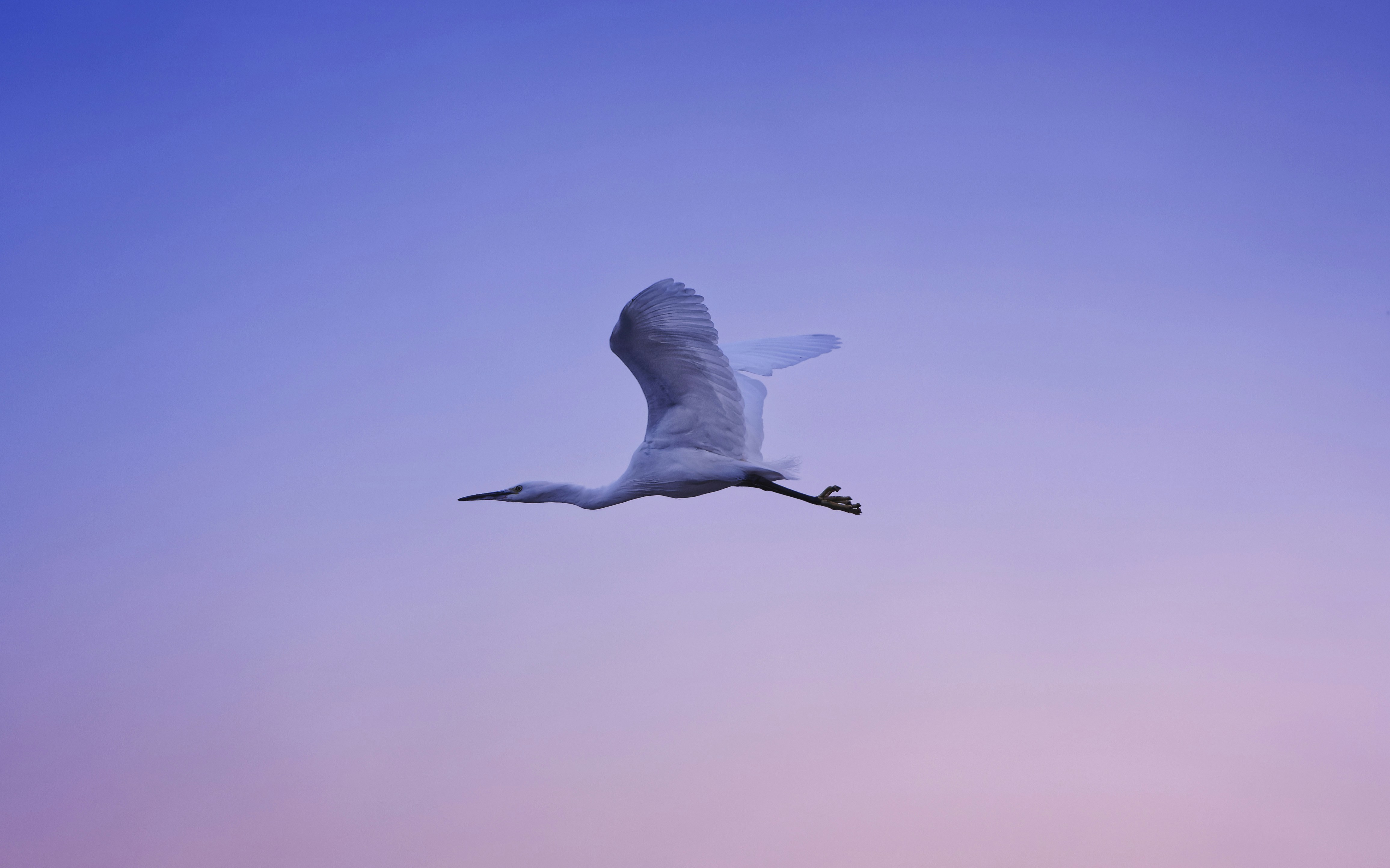 A large white bird flying through a blue sky photo – Free Nature Image ...