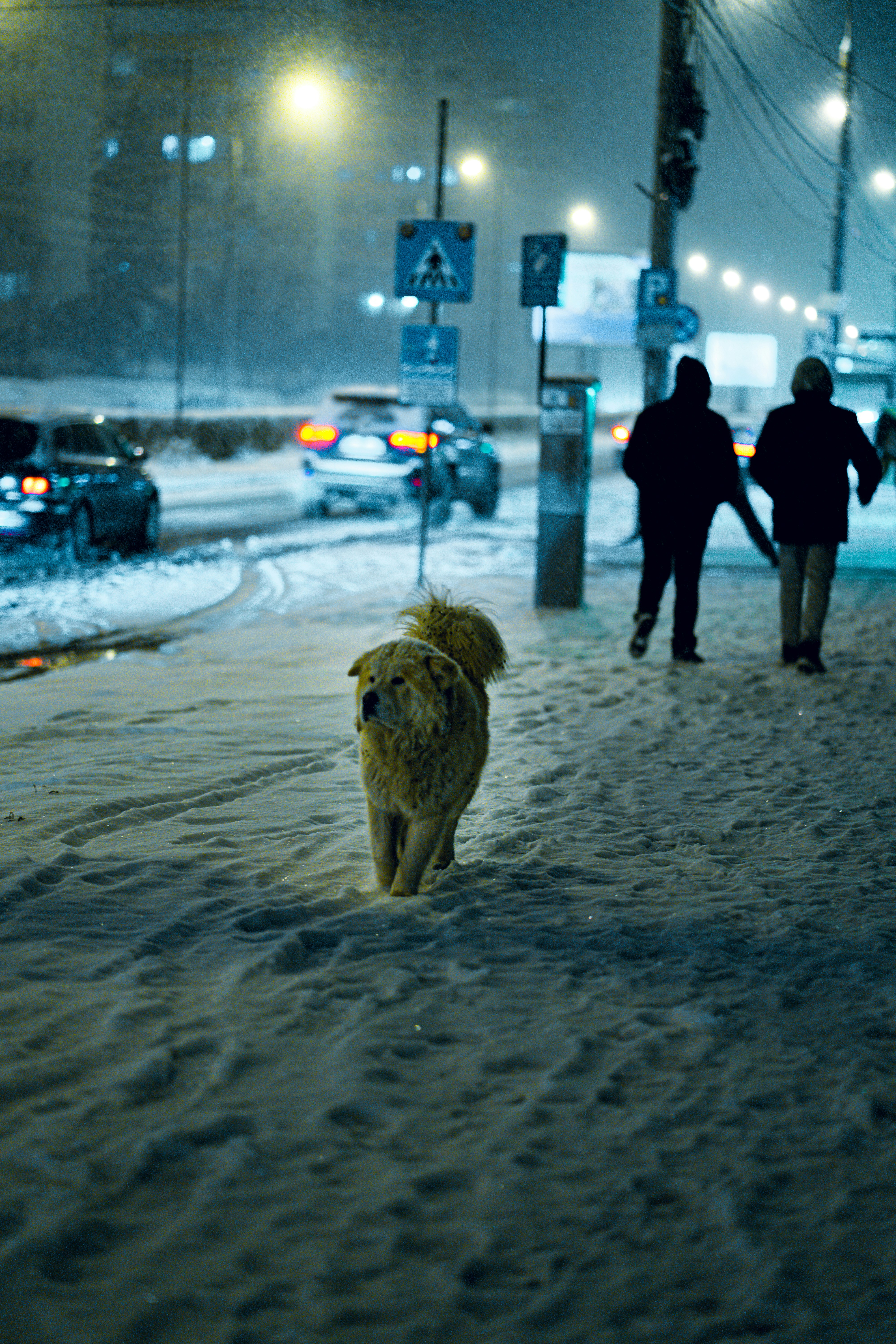 A golden retriever walks along a snow-covered sidewalk as two figures stroll in the distance, illuminated by streetlights in a snowy urban landscape.