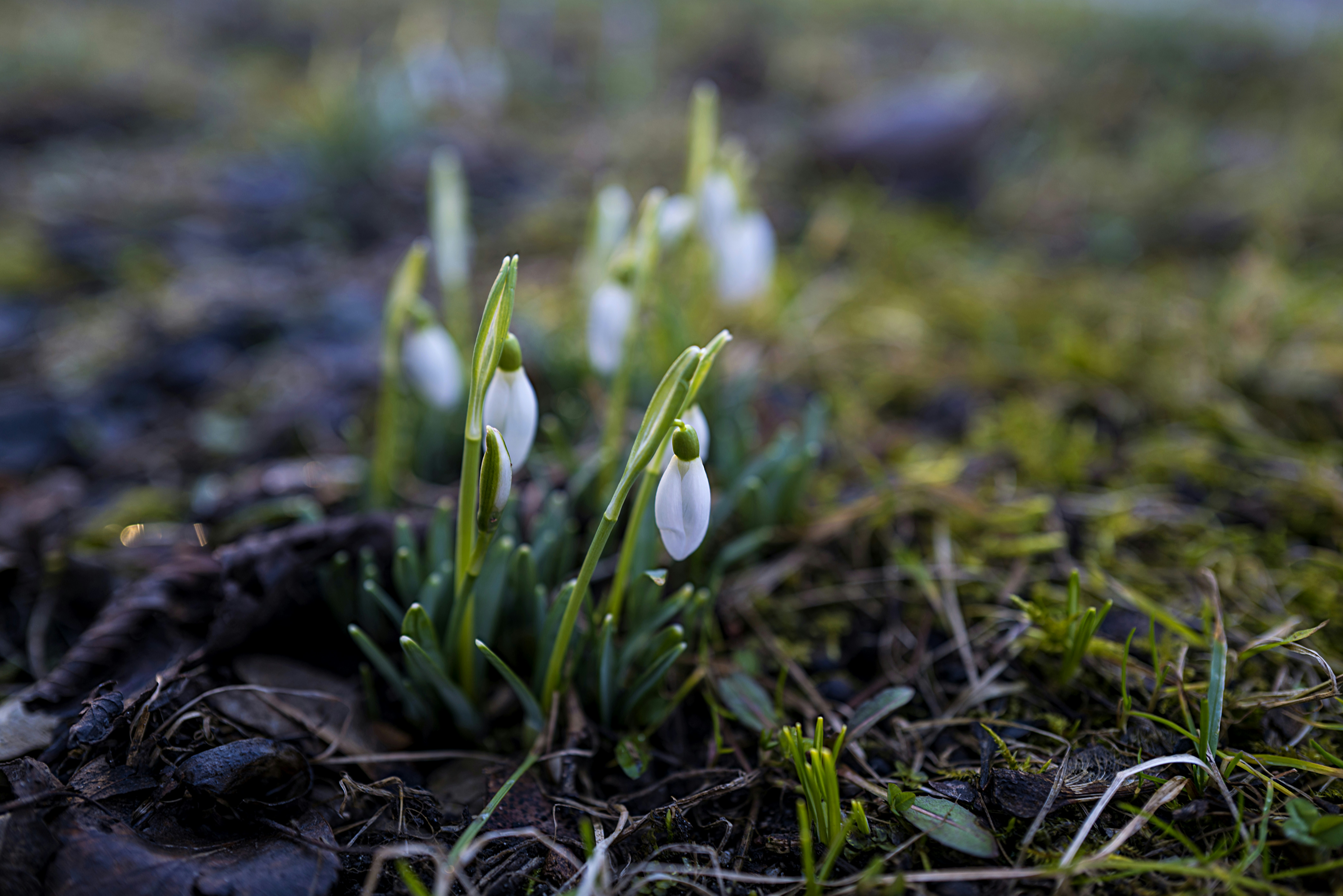 Snowdrops in a Mossy Quiet: A Close-Up of Early Spring Emergence