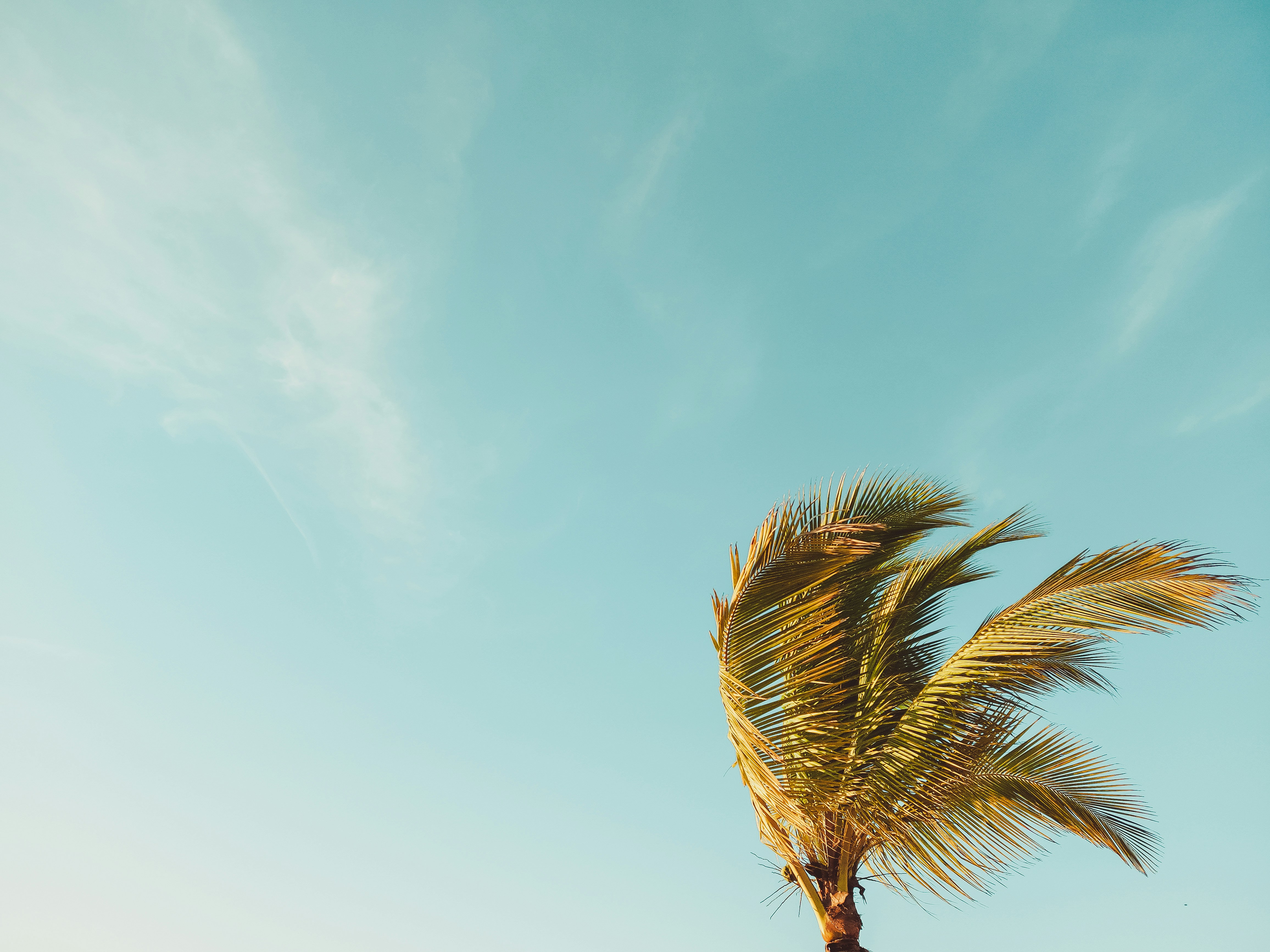 Palm tree swaying against a clear blue sky with wispy clouds.