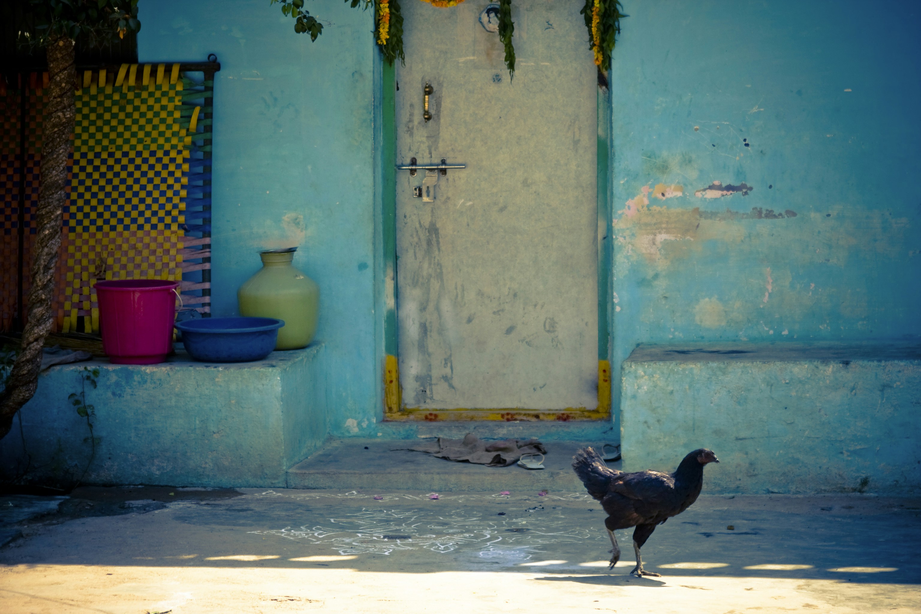 A lone hen crosses a sunlit courtyard before a weathered turquoise door