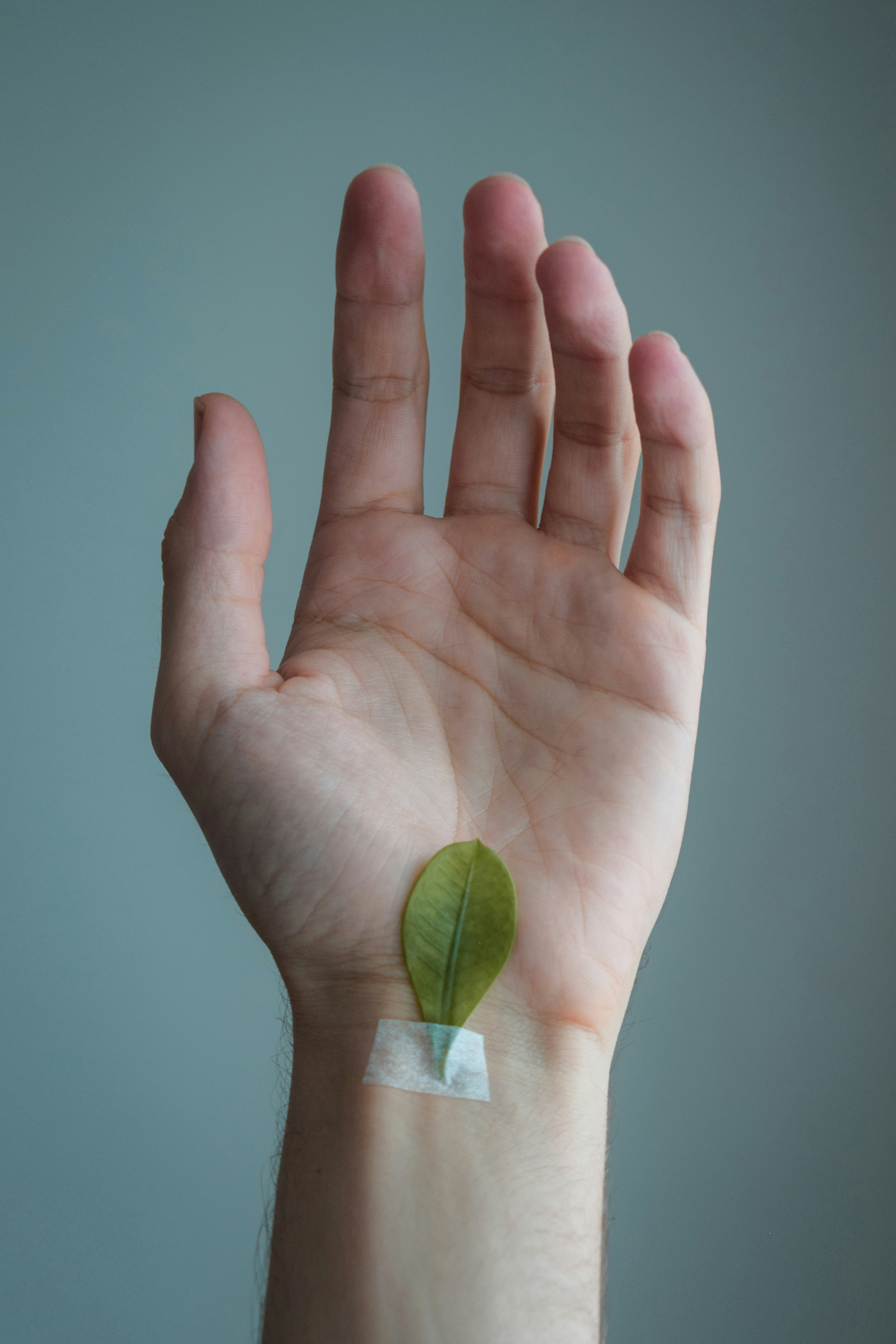 Foto zum Thema Die Hand einer Person mit einem grünen Blatt darauf ...
