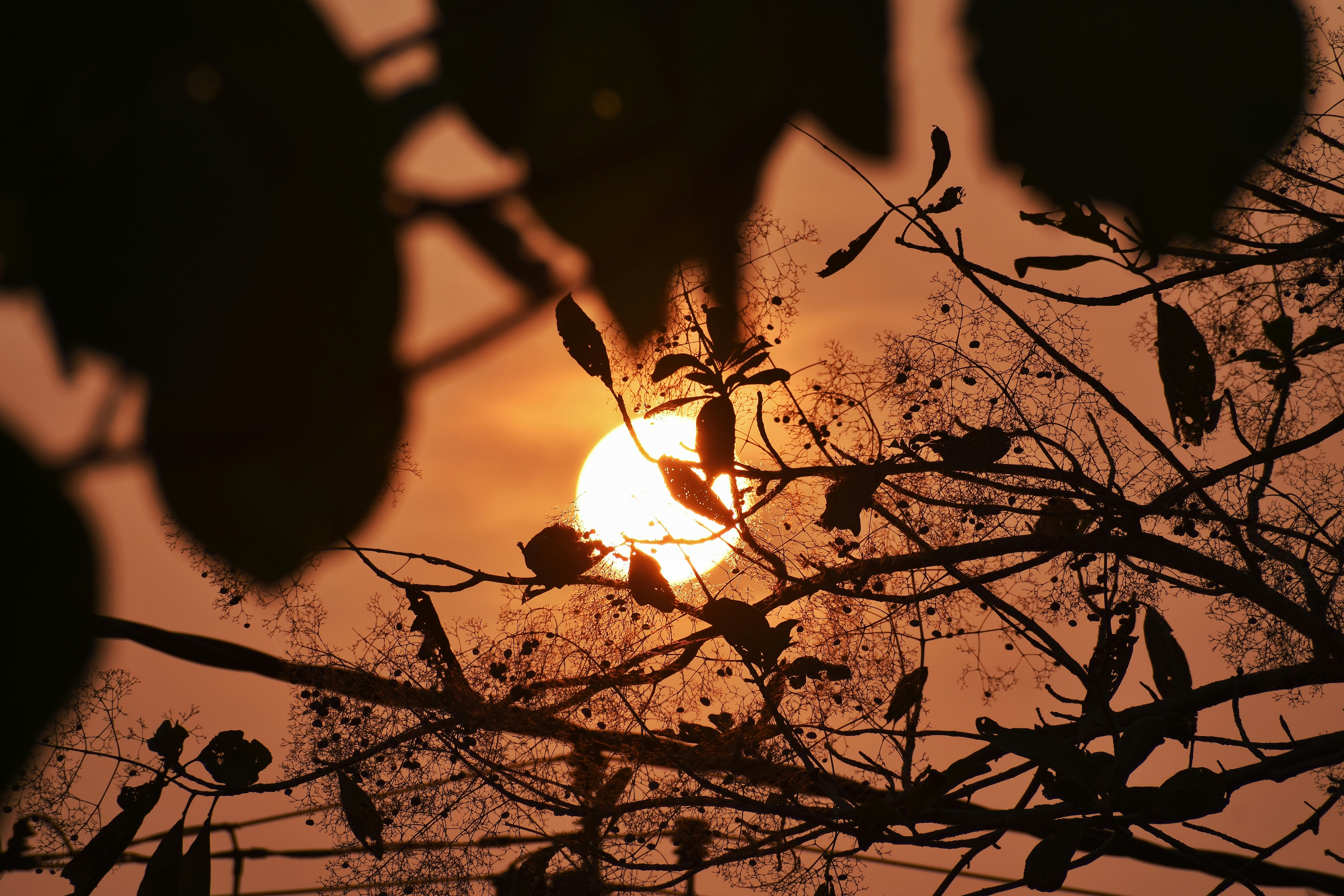 Sun Through a Veil of Branches: A Dusk Silhouette Portrait