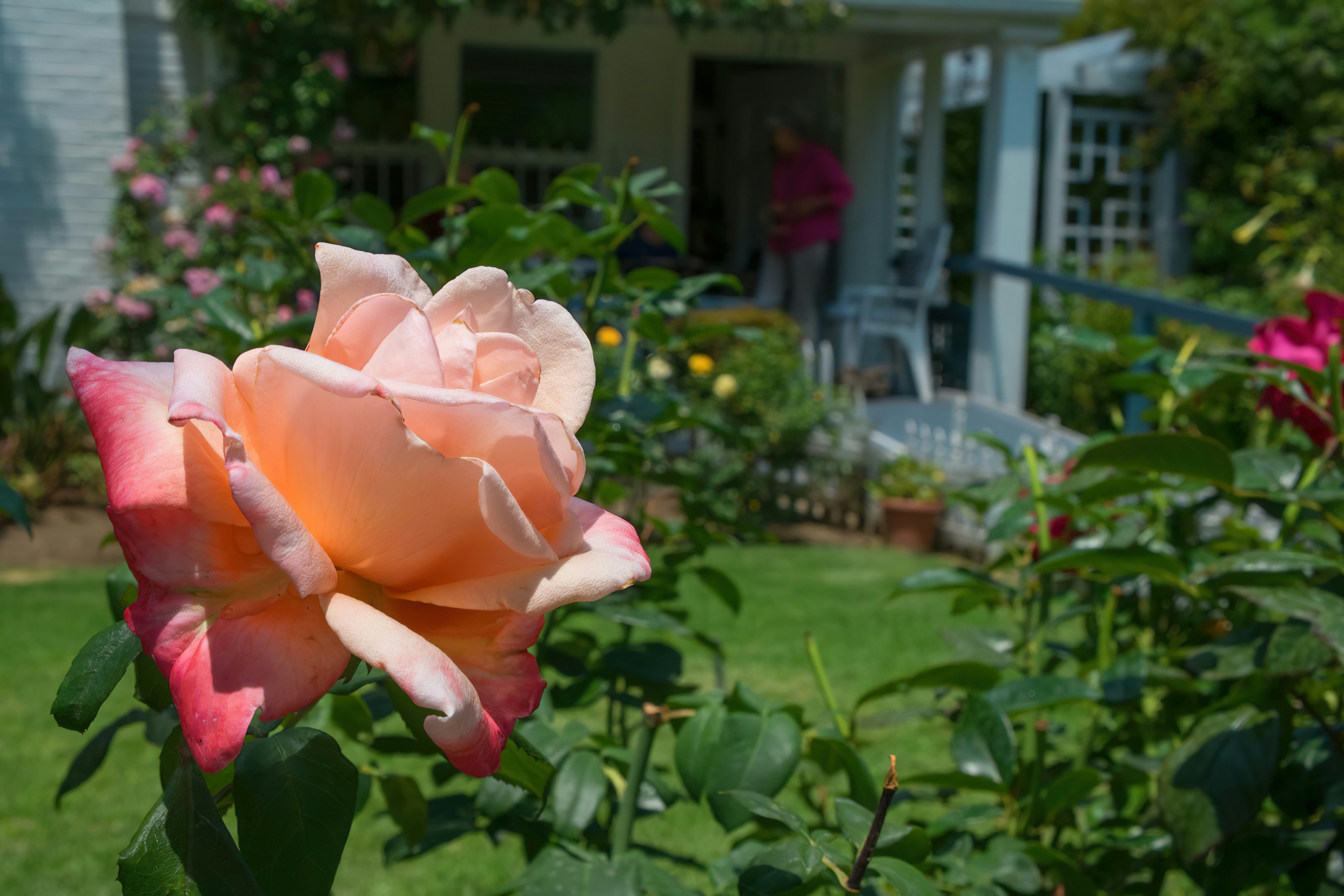 Blush Rose by the Porch