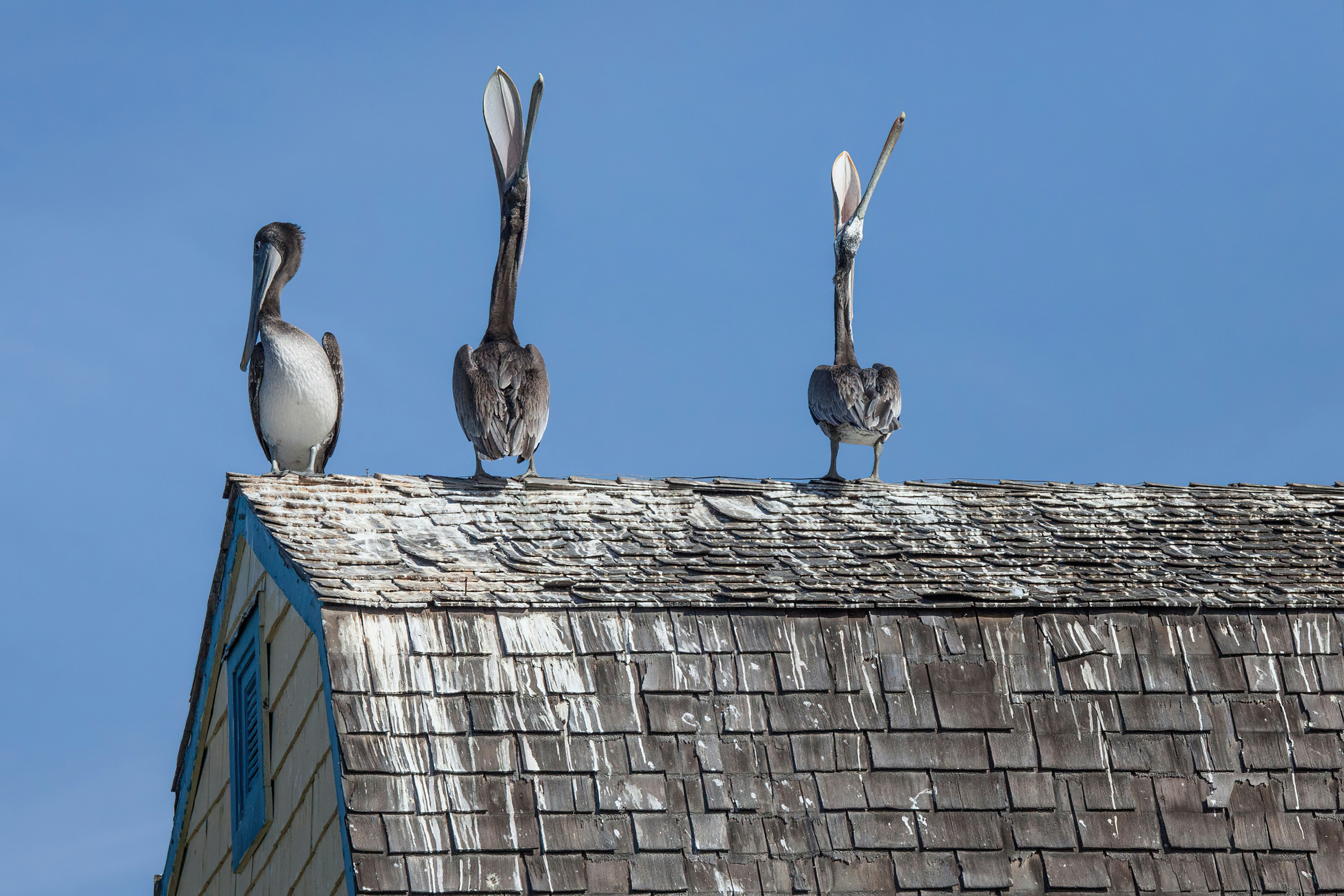 Three seabirds on a weathered rooftop under a clear blue sky