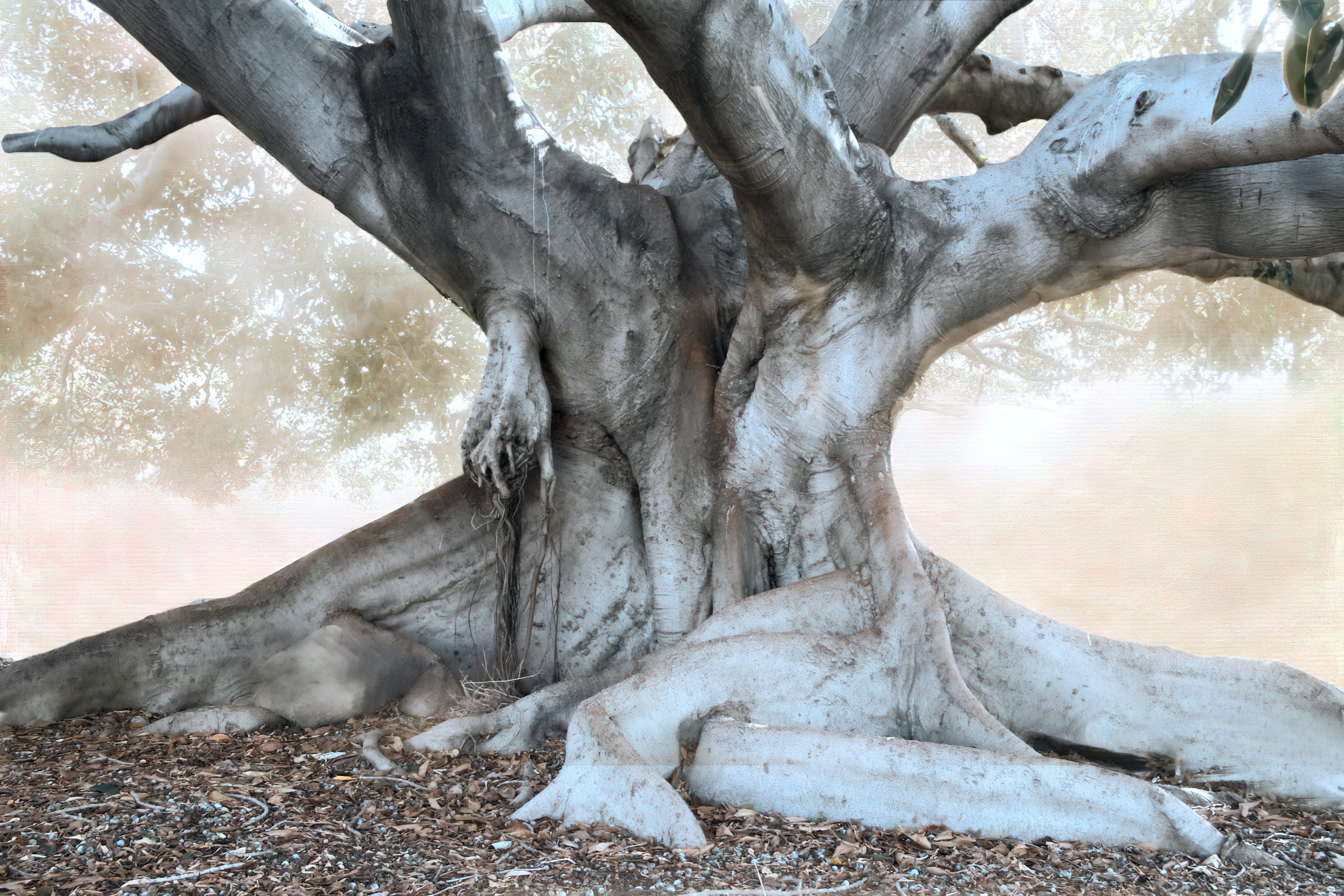 A very large tree with a very big trunk photo – Free Tree Image on Unsplash