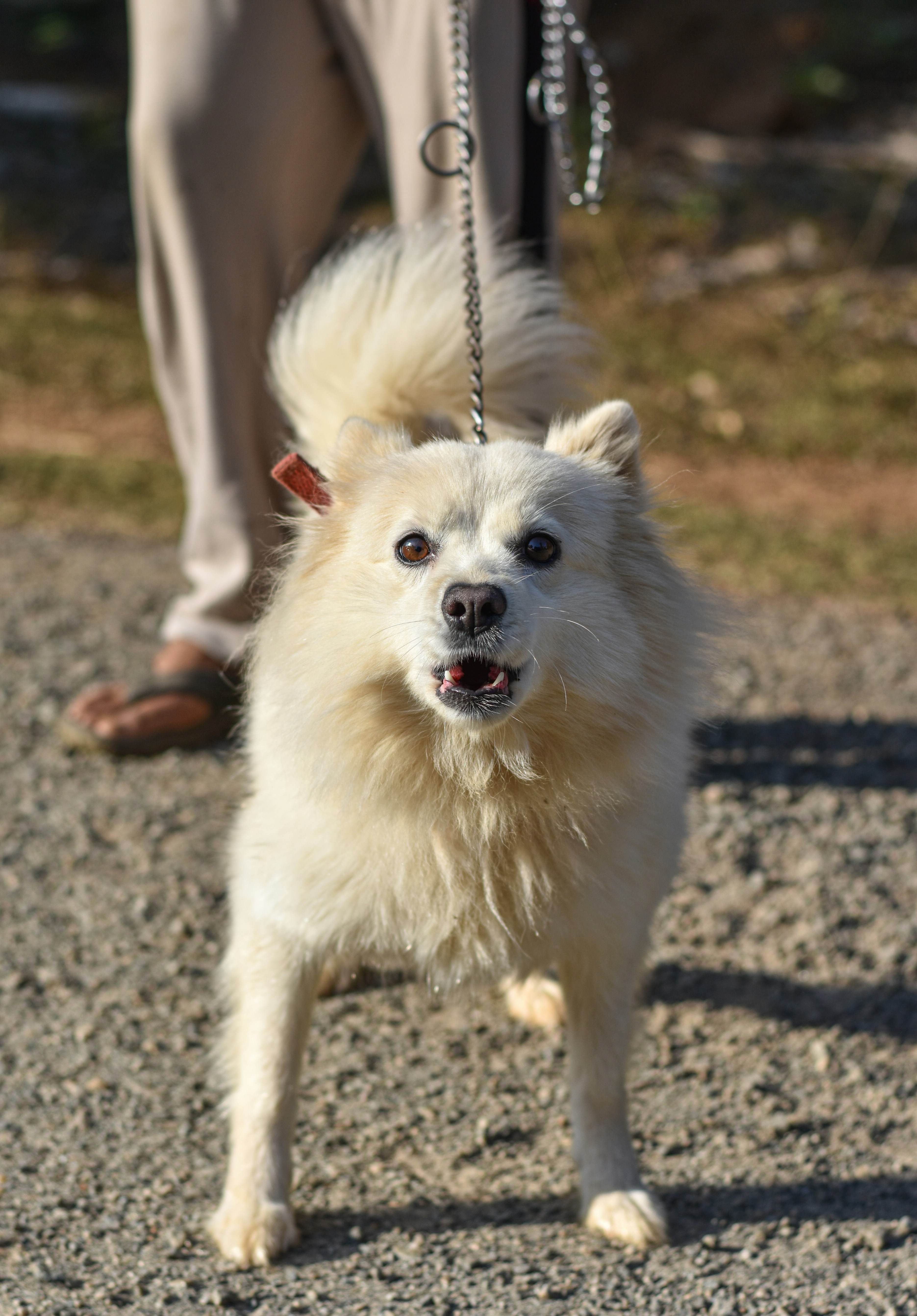 Fluffy white dog with an expressive face stands on a gravel path, tethered by a leash to its owner nearby.