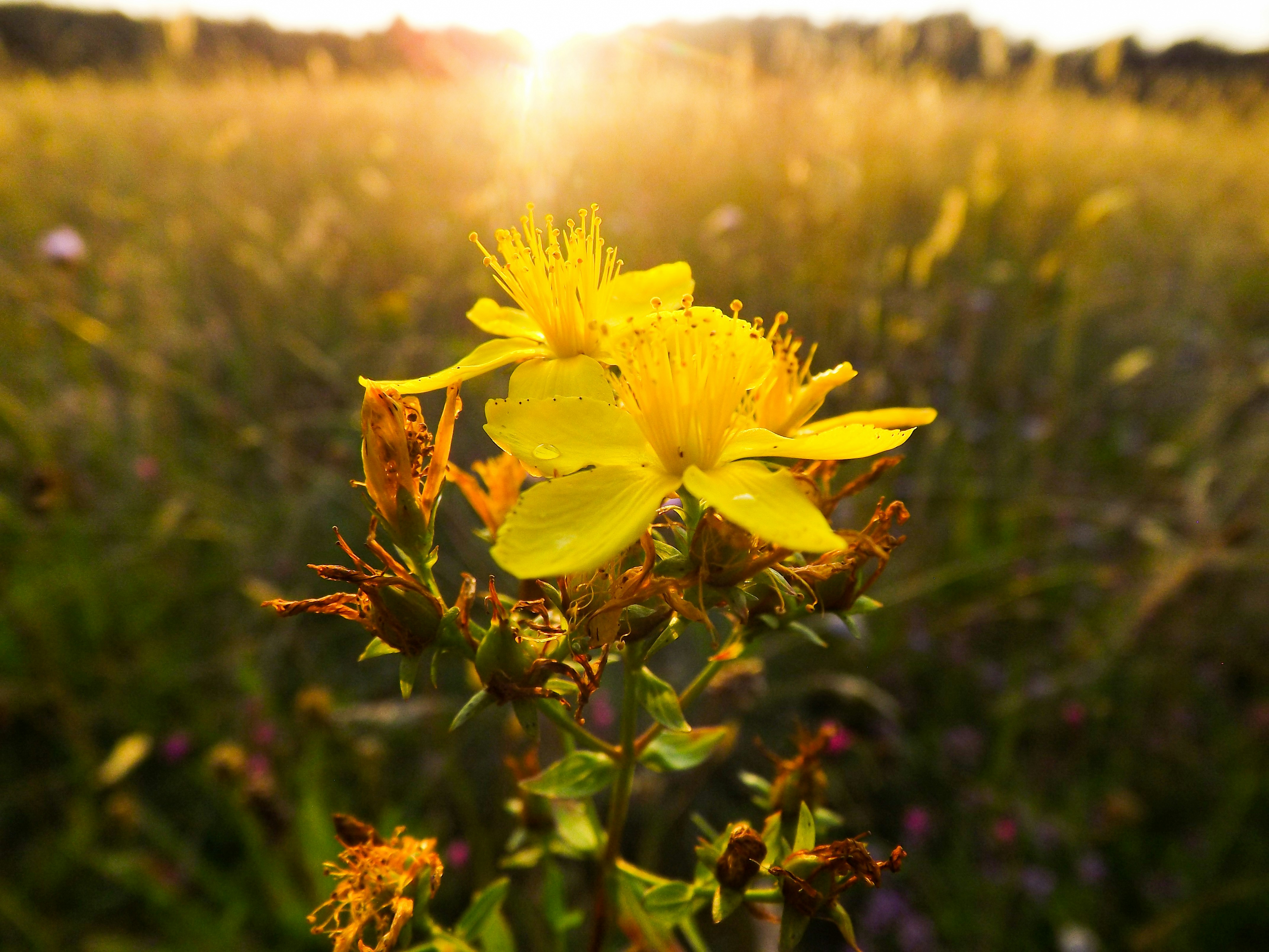 Vibrant yellow flowers stand out against a softly blurred meadow bathed in warm sunlight. The scene evokes a sense of tranquility and natural beauty.