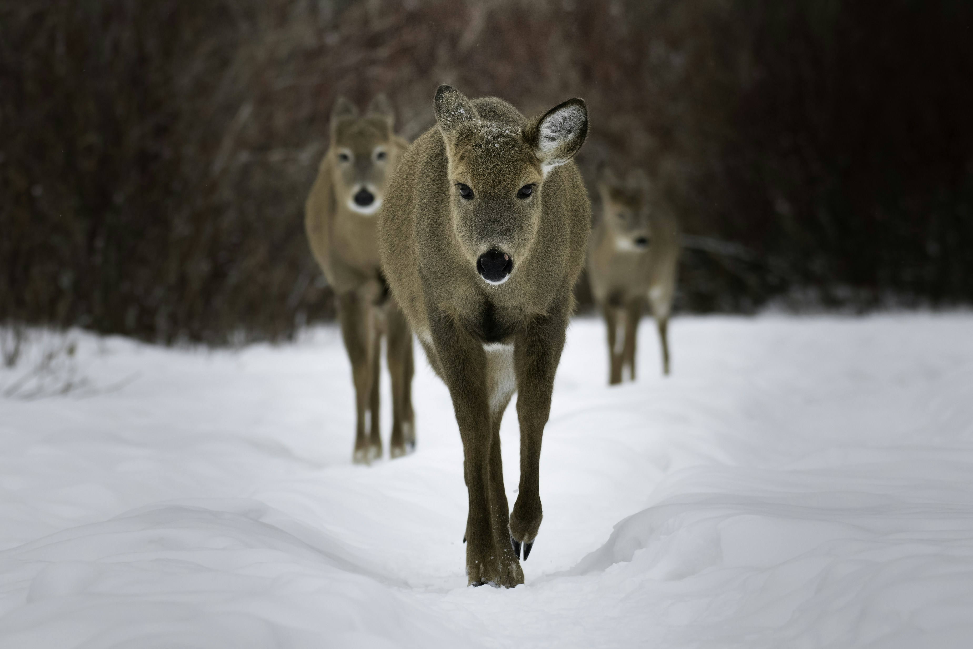 A trio of deer navigating a snowy path, their fur contrasting against the white landscape. The scene captures the serene beauty of wildlife in winter.