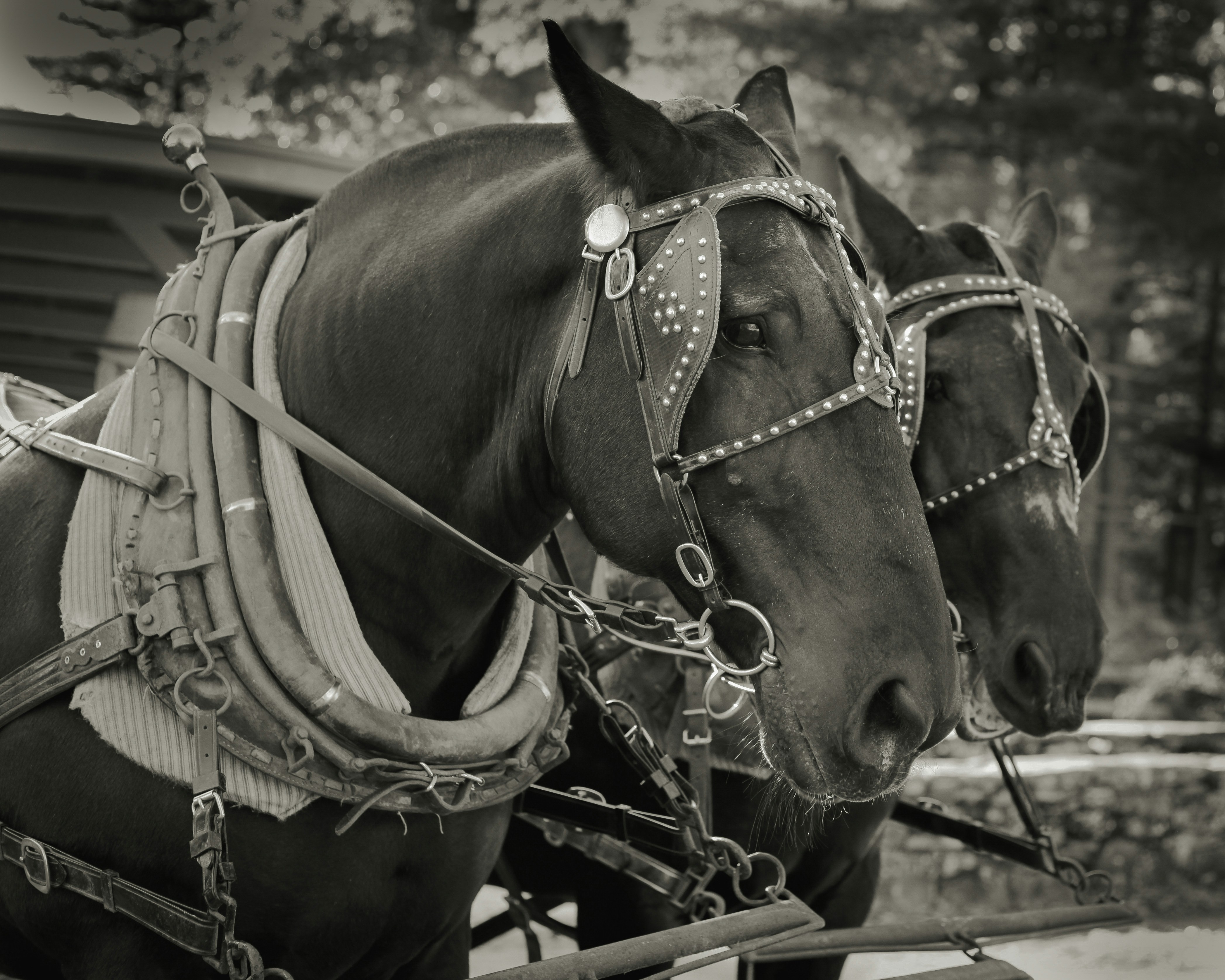 Harnessed Lines: A Quiet Portrait of Two Draft Horses