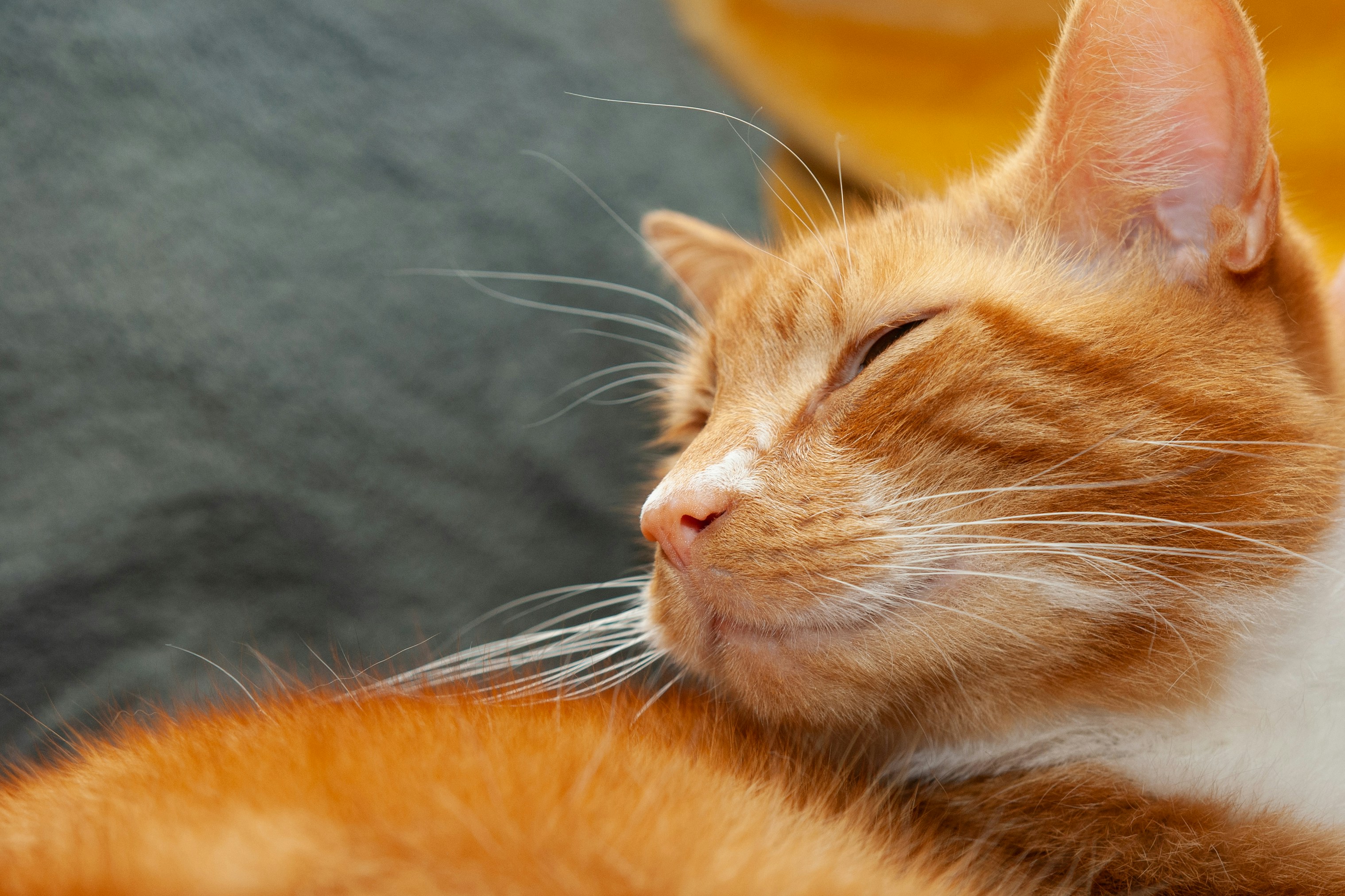 Close-up of a relaxed orange tabby cat resting, showcasing its soft fur and peaceful expression.