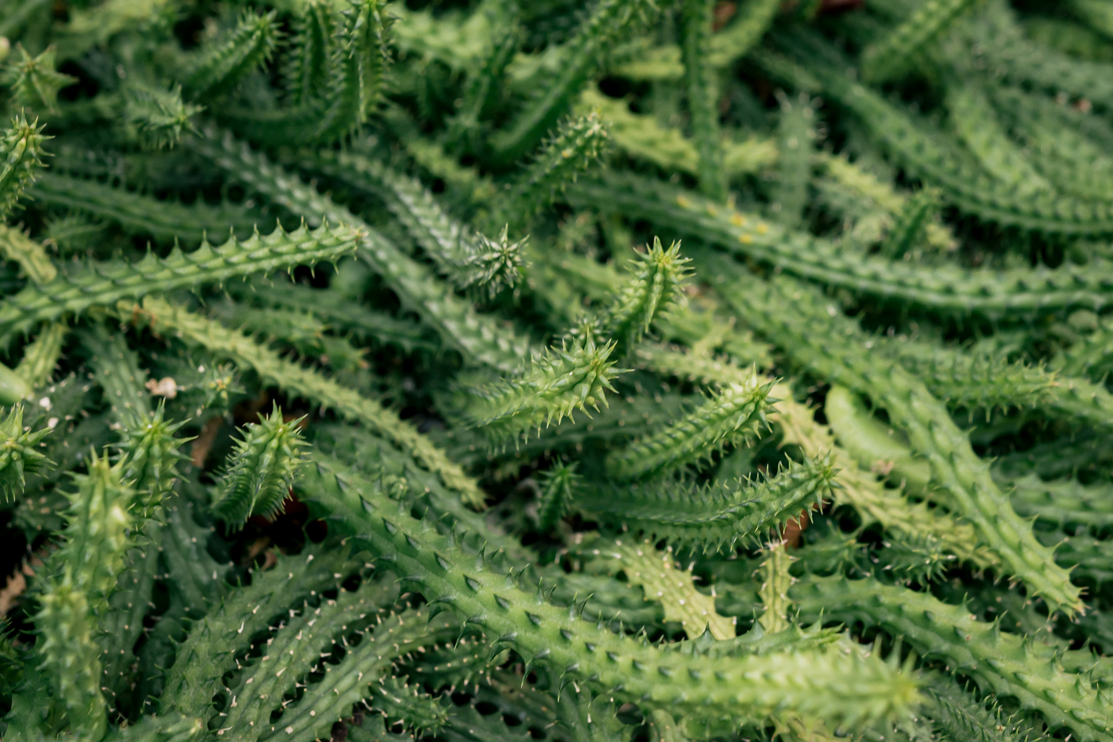 Verdant Spines: a Macro Portrait of Succulent Tendrils