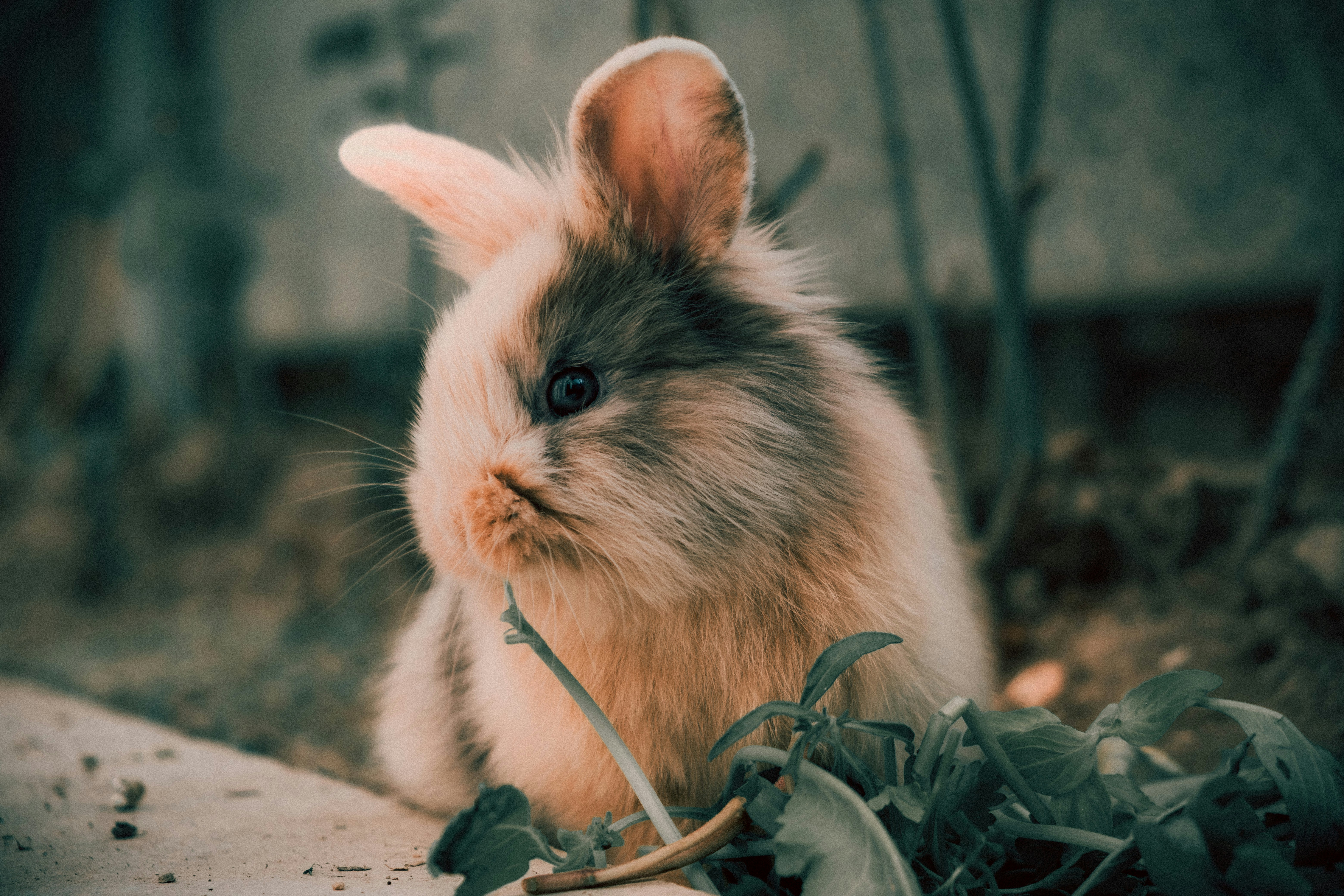 Fluffy rabbit nibbling on green leaves in a serene outdoor setting.