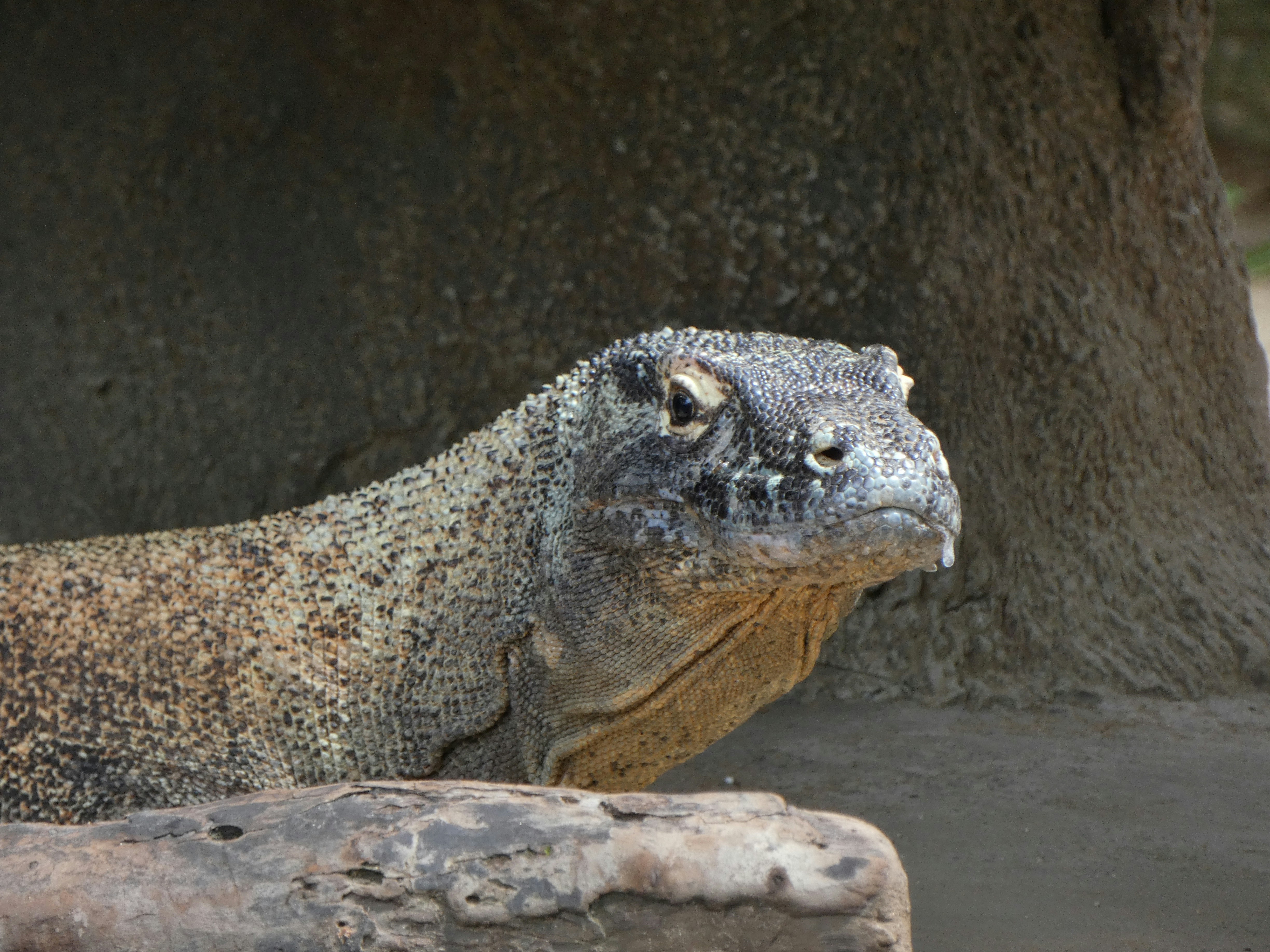 Grit and Gaze: Desert Monitor Resting by the Rock
