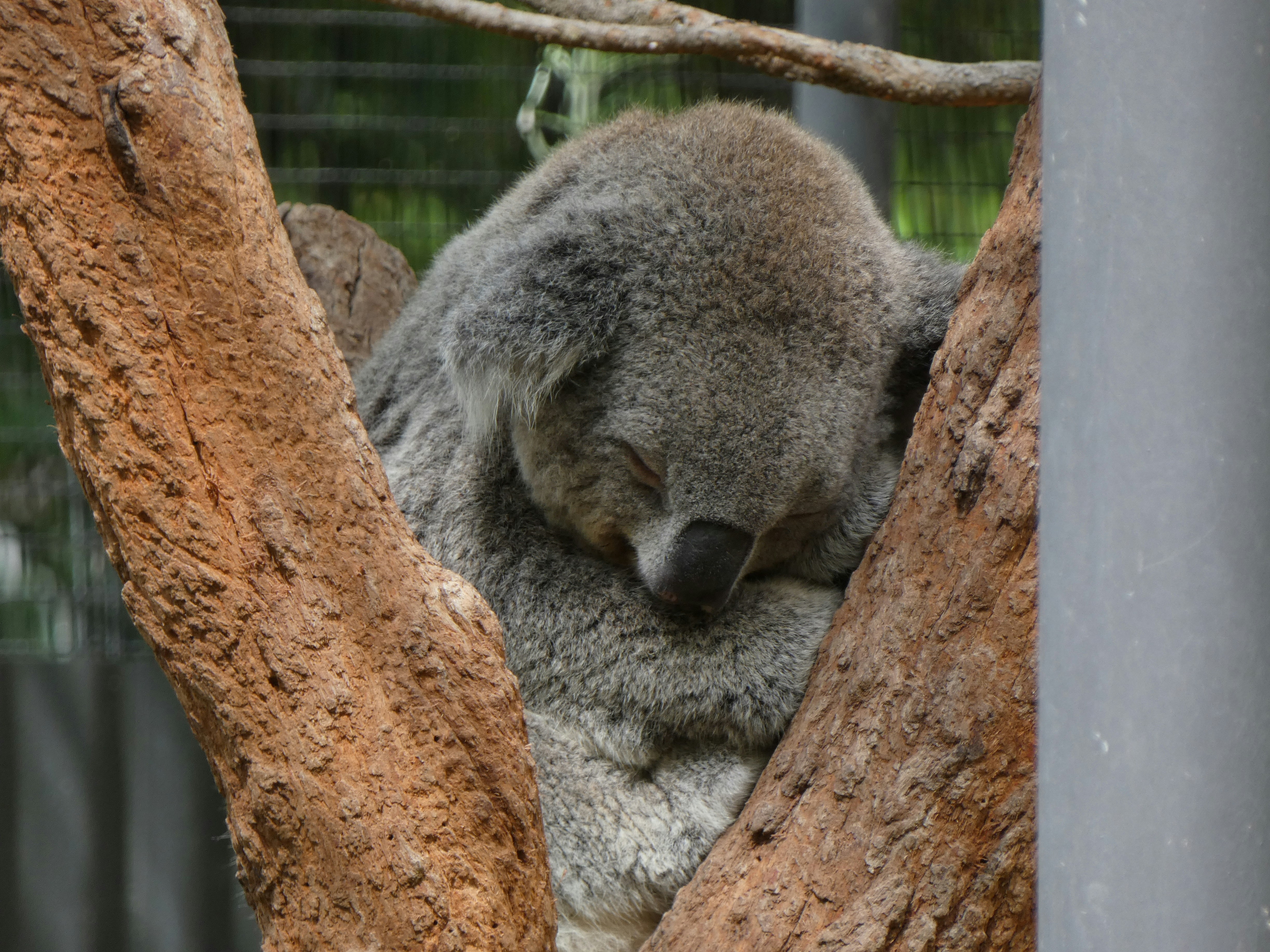 Un koala dormant dans un arbre dans un zoo photo – Photo 호주 Gratuite ...