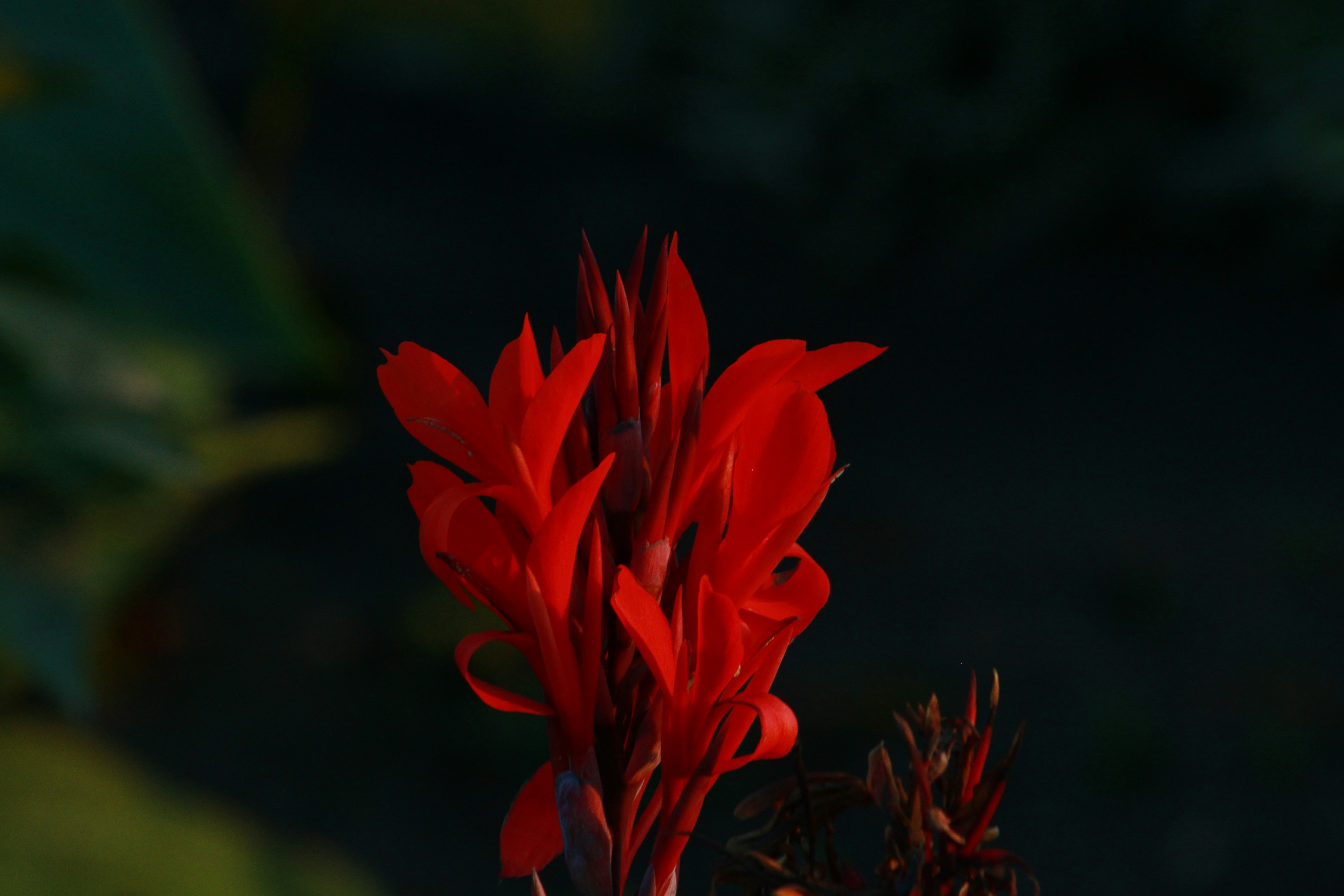 Crimson Spike Blooms in Velvet Shadow