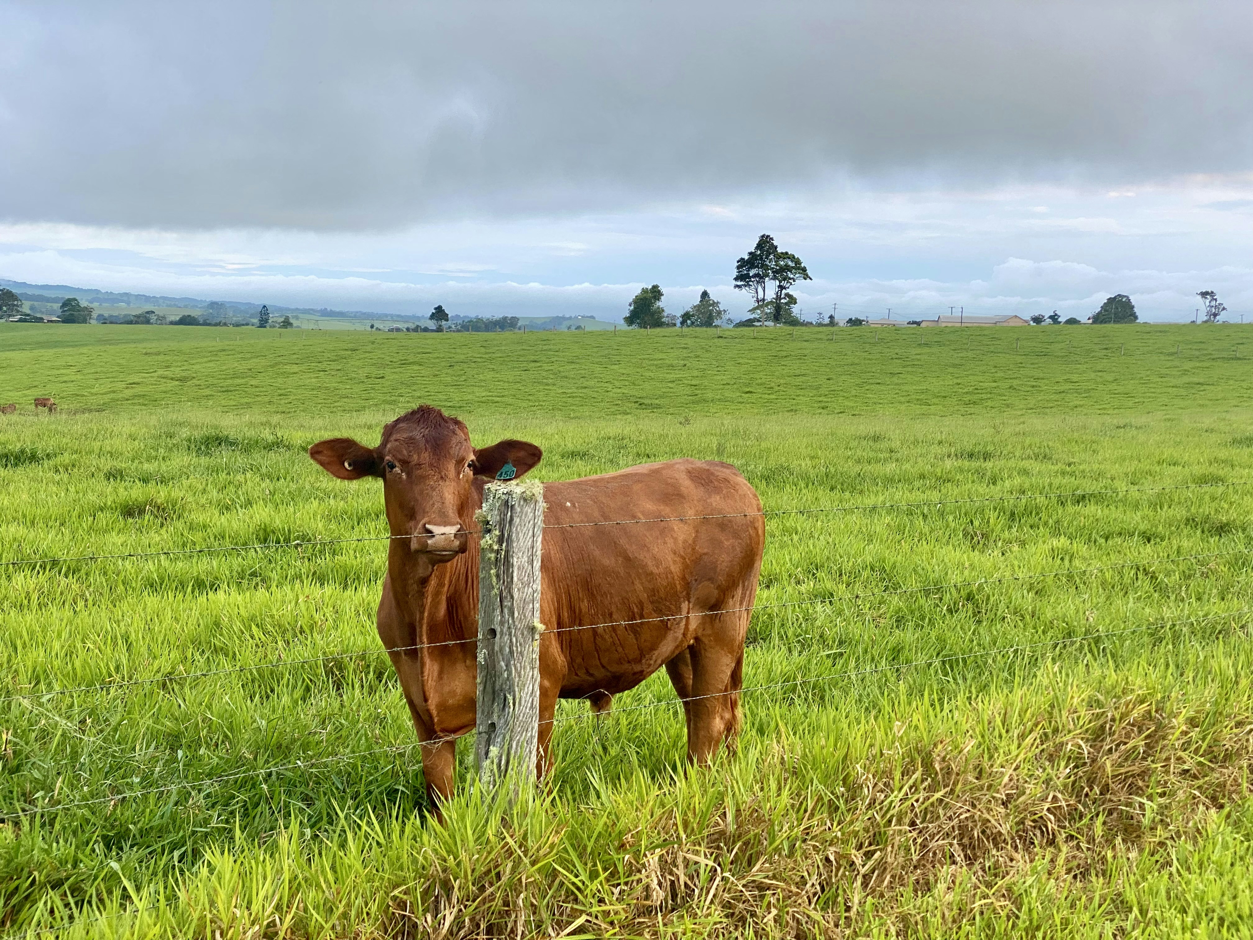 Fencepost Portrait: A Brown Cow Grounds the Green Pasture