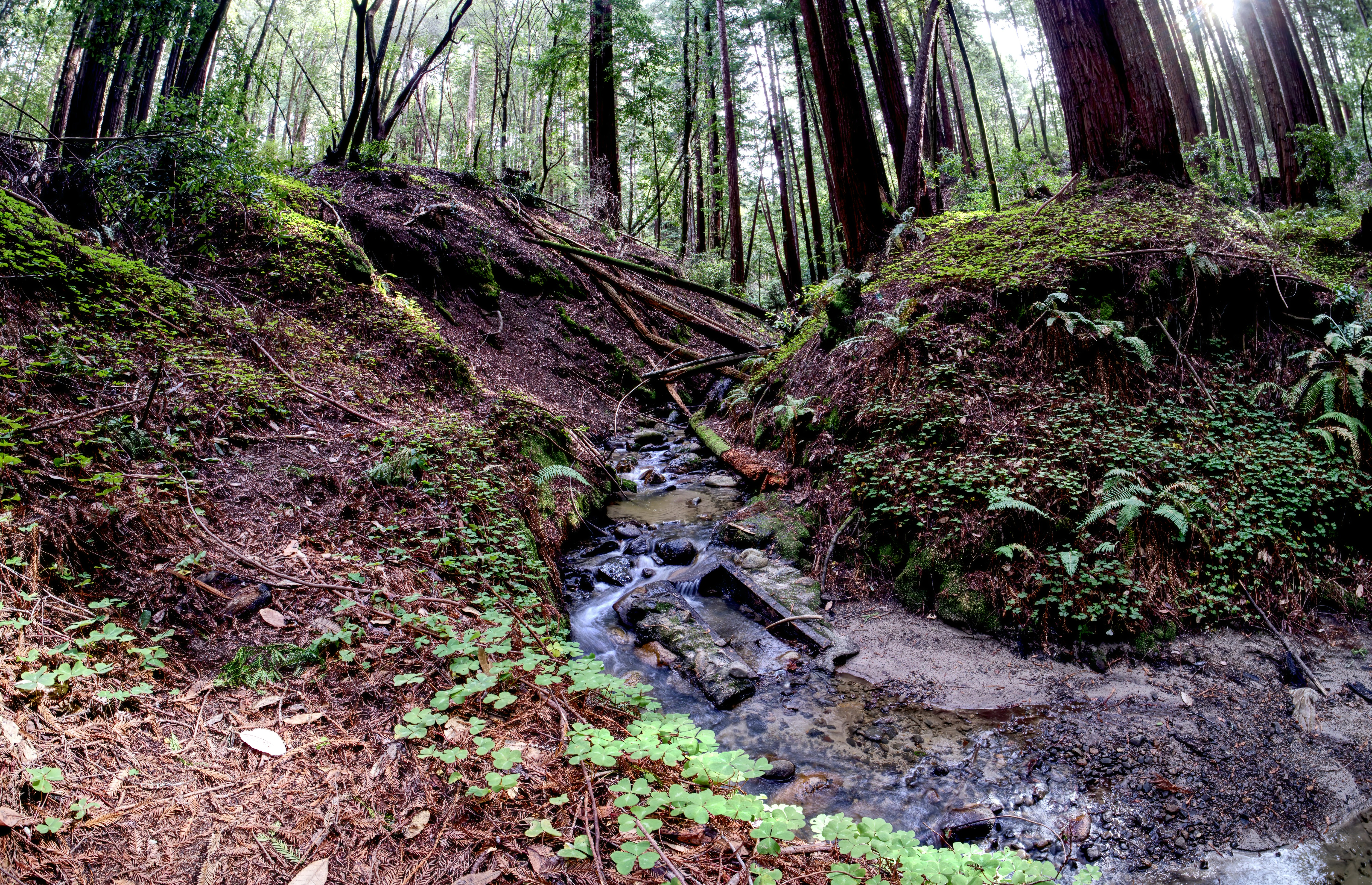 Whispers of the Forest Stream