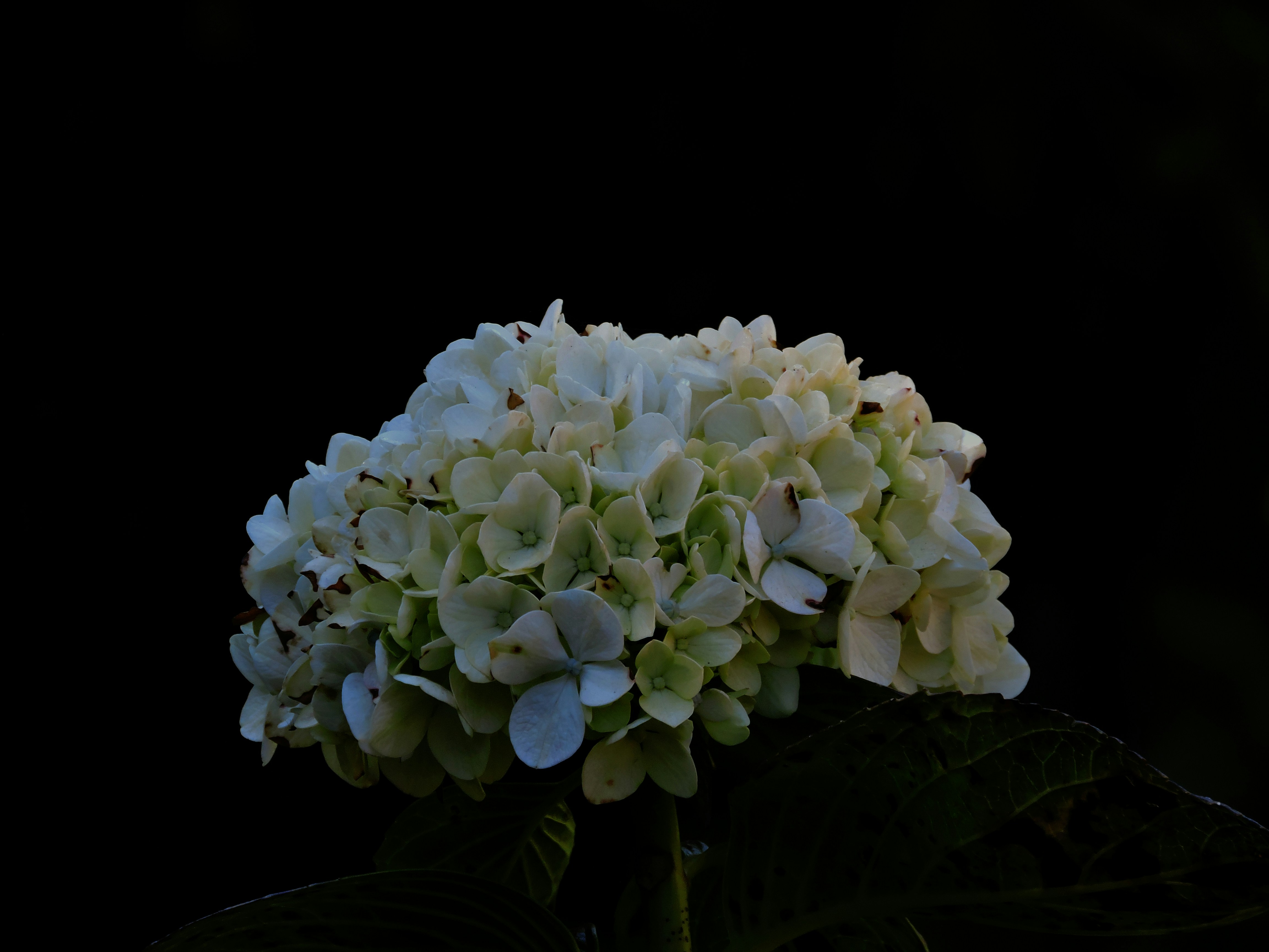 Cluster of delicate white hydrangea blossoms against a dark background, highlighting their intricate petals and soft hues.