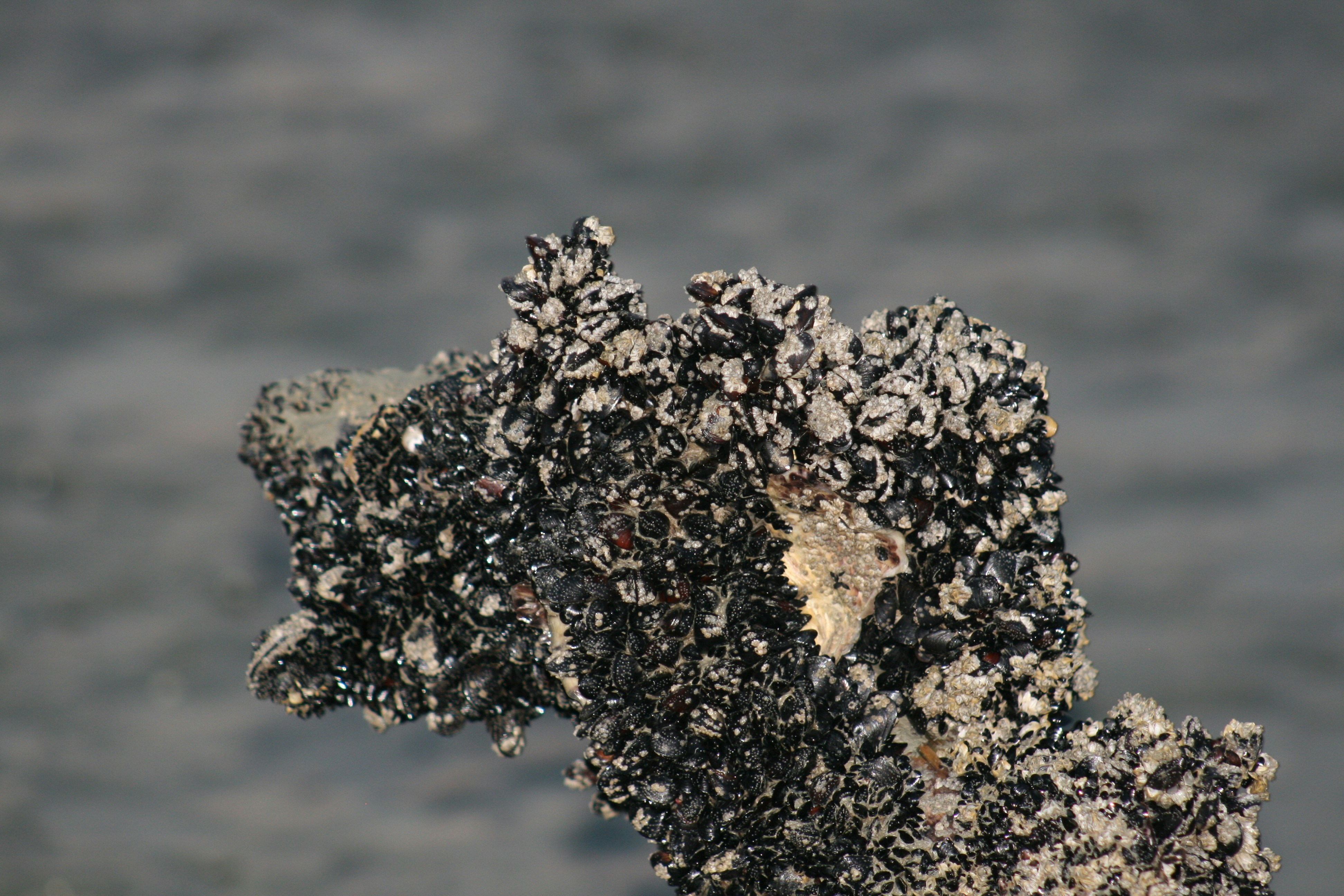 Close-up of a rocky surface adorned with barnacles and marine growth, set against a blurred water backdrop.