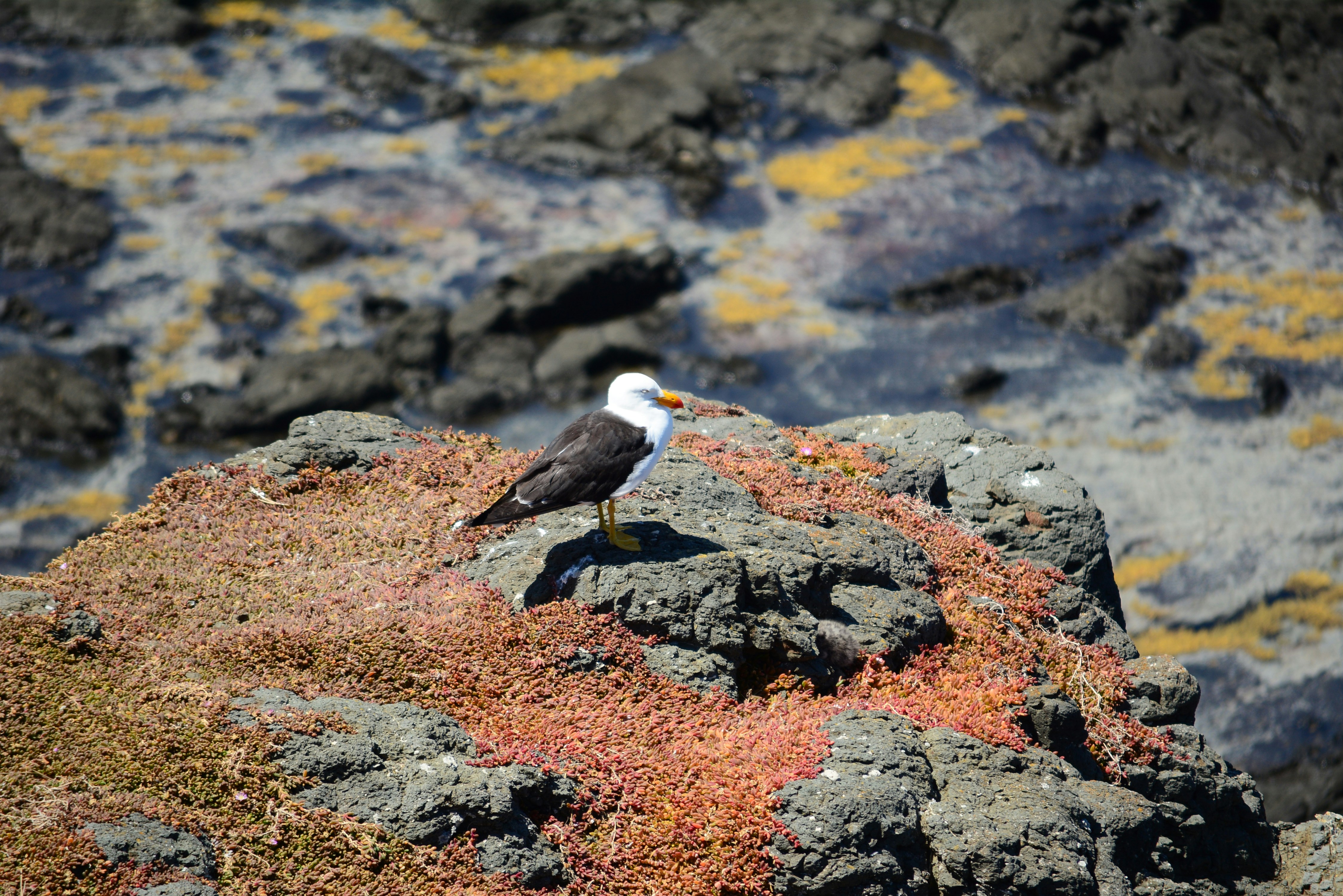 Crimson Lichen and a Lone Gull on Volcanic Rock