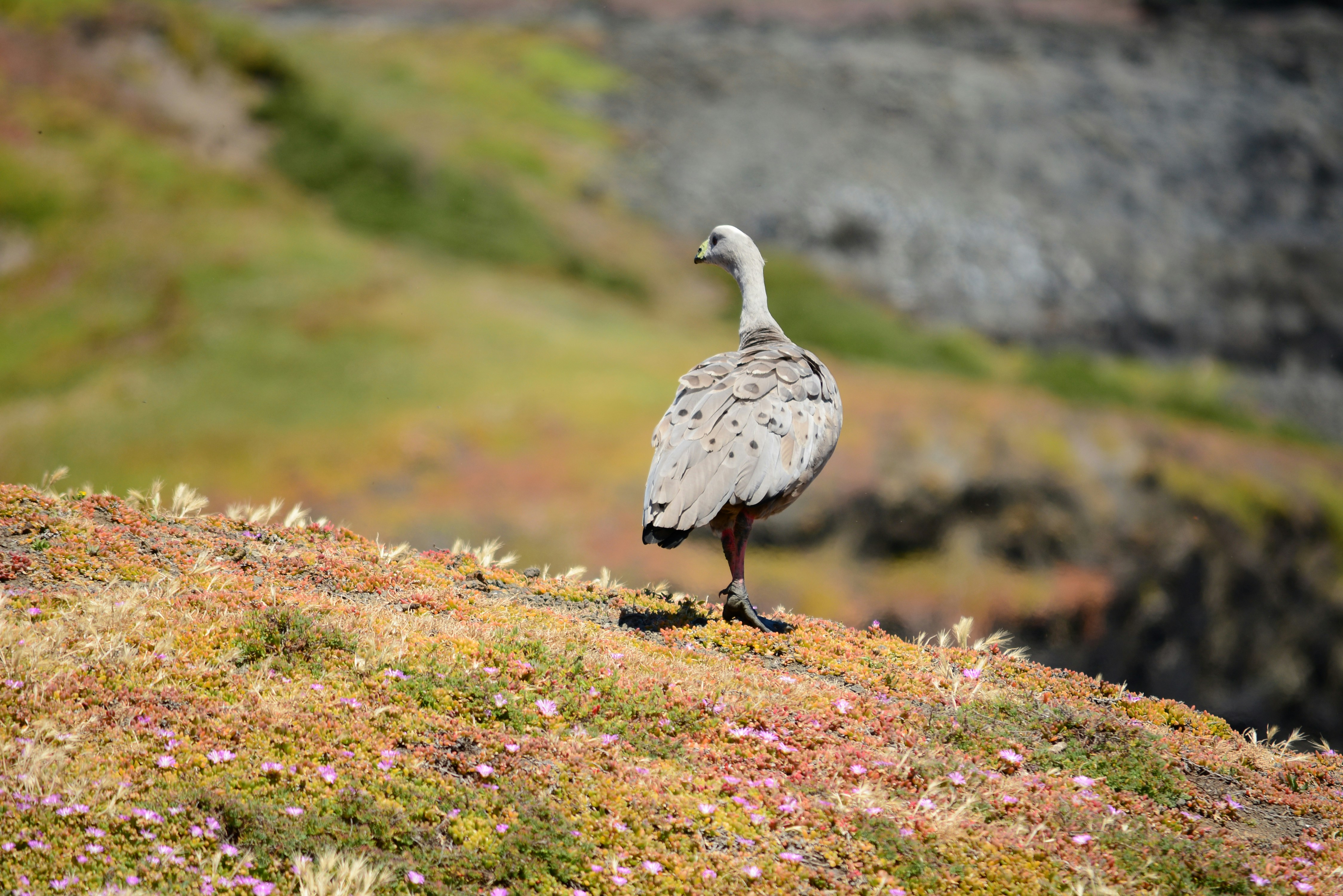 Edge of the Meadow: A lone goose on a mossy slope by the coast