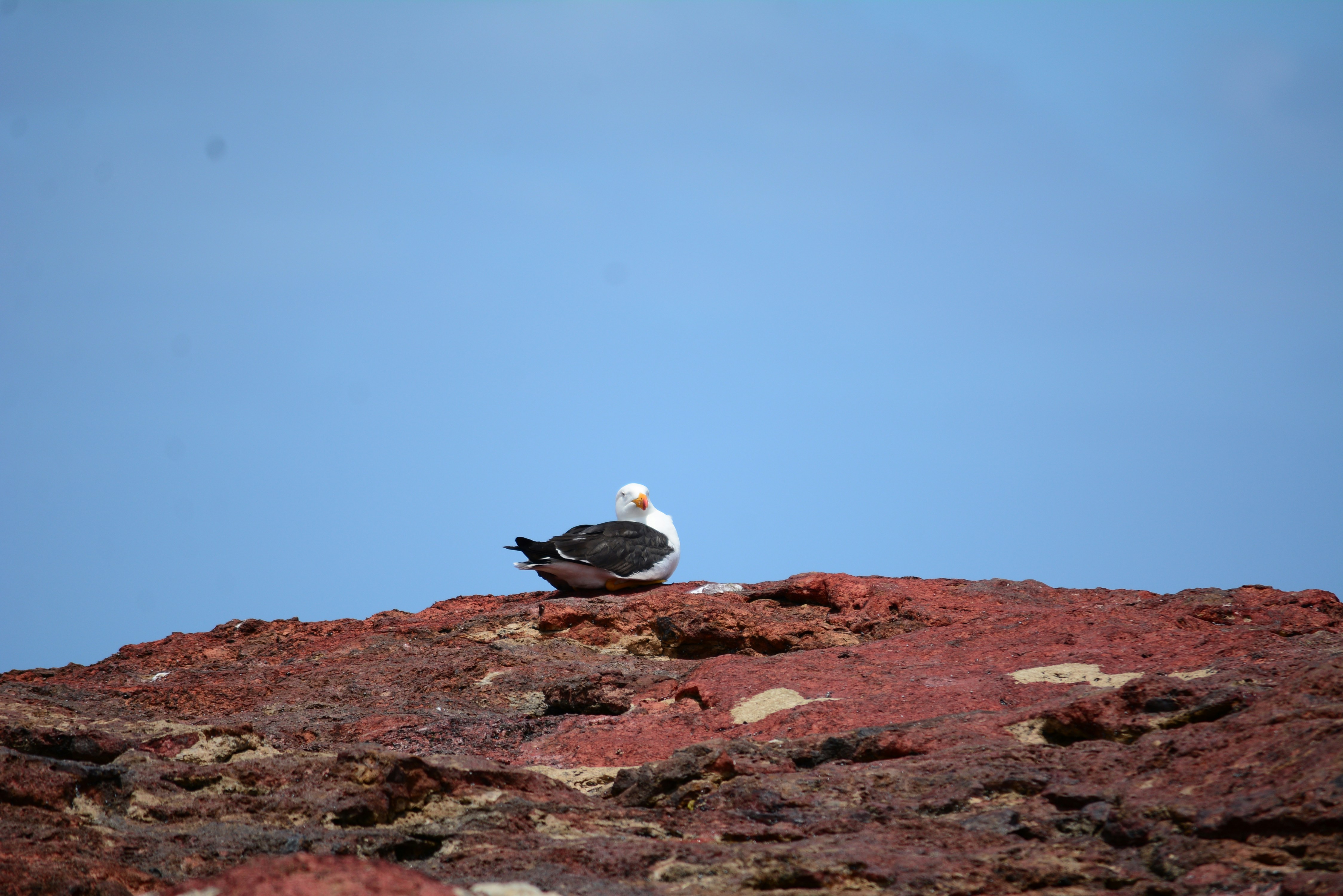 a seagull sitting on top of a rocky outcropping