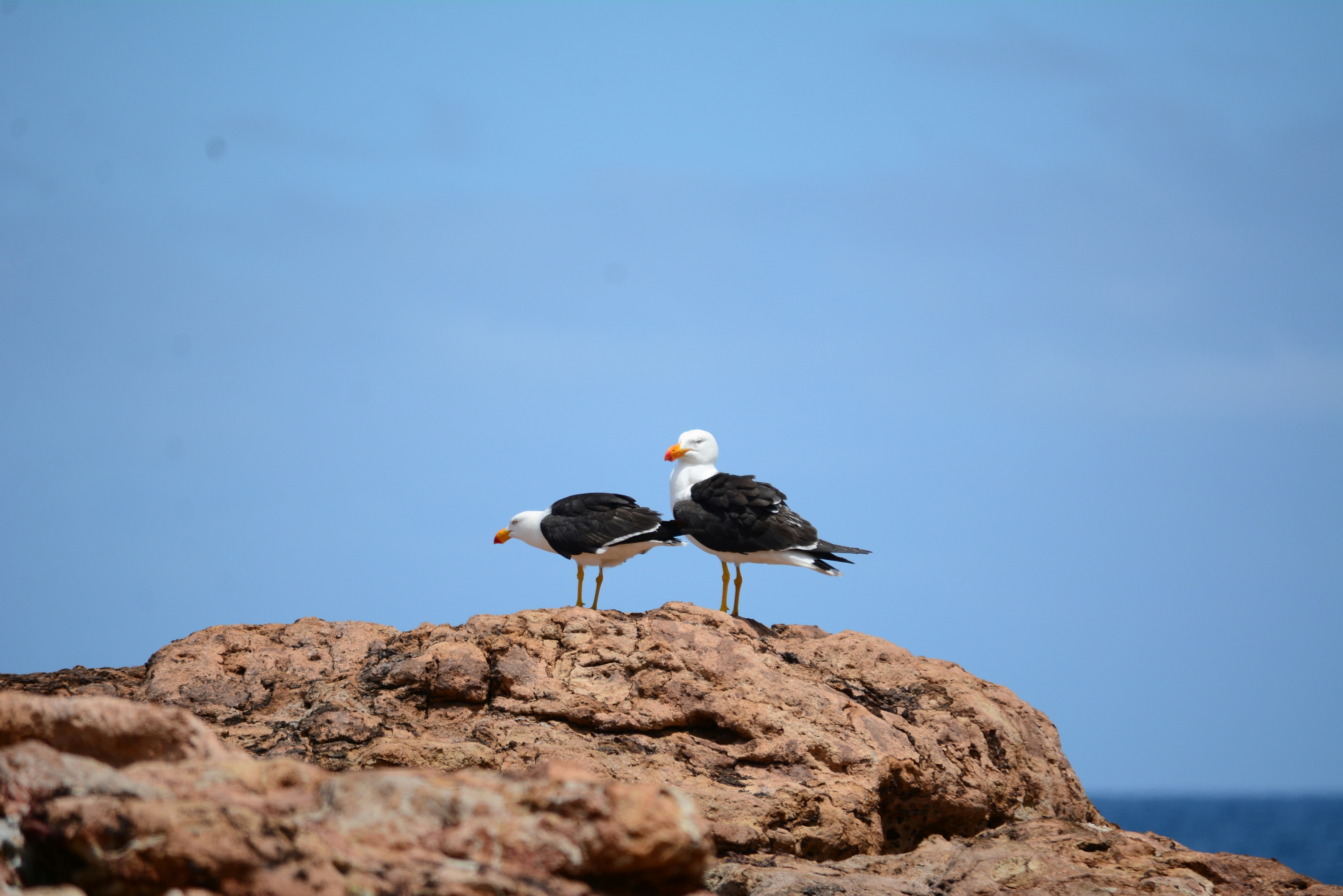 Two Gulls Rest on a Wind-Worn Cliff Under a Vast Blue Sky