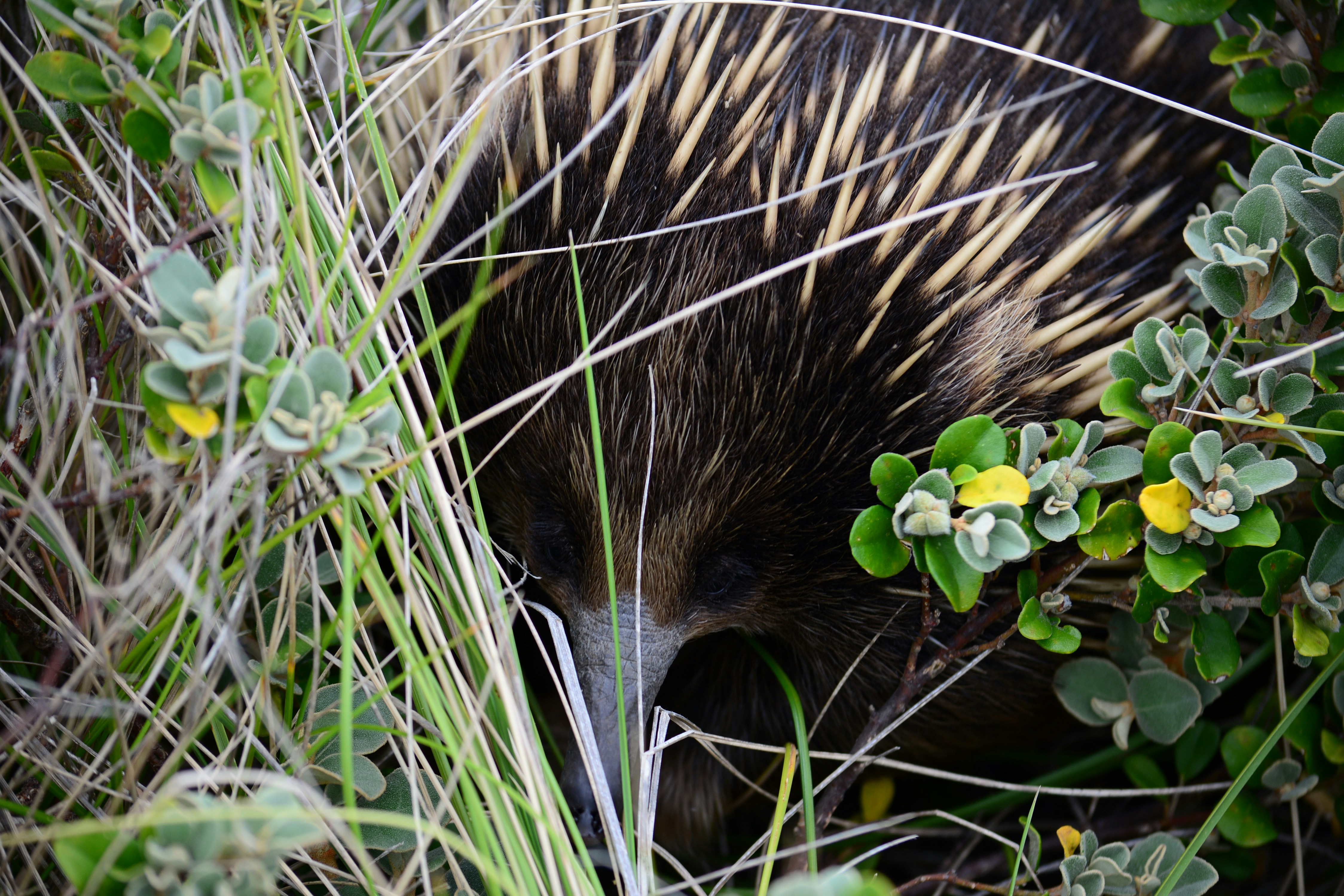 An emu is hiding in the tall grass photo – Free Australia Image on Unsplash