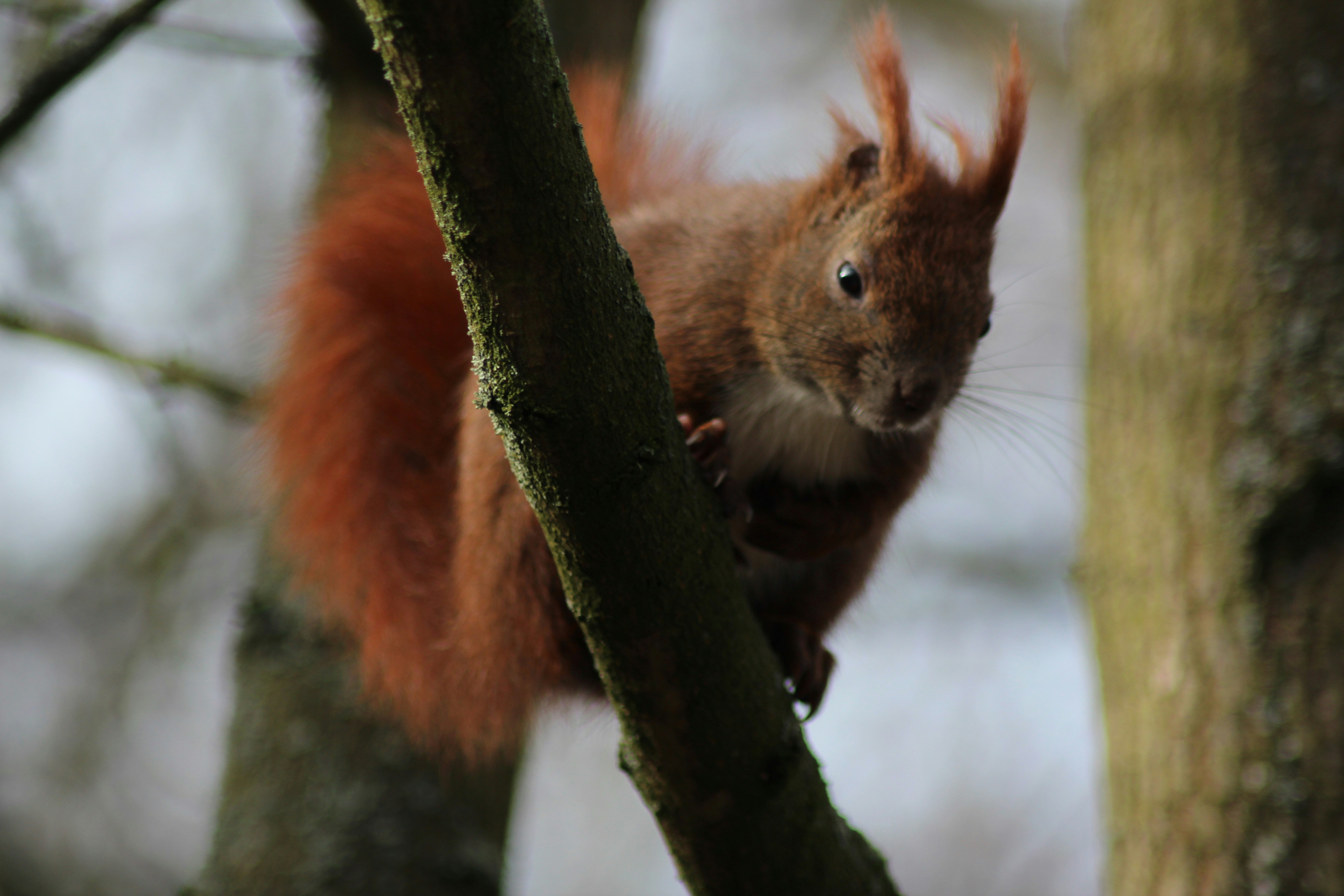 Climbing Winter: A Red Squirrel on a Mossy Branch