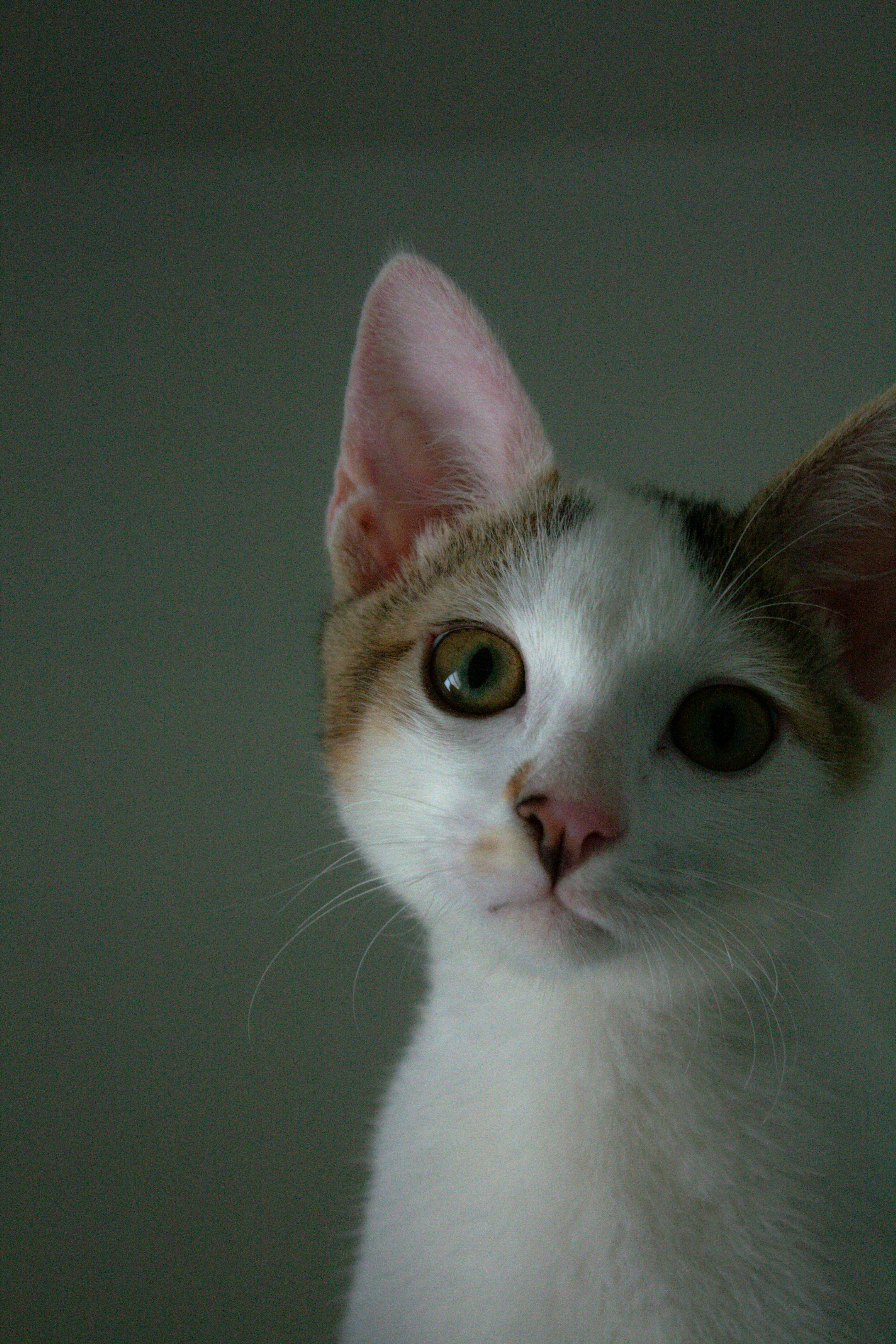 Calico Gaze: A Close-Up Portrait of a Curious Kitten