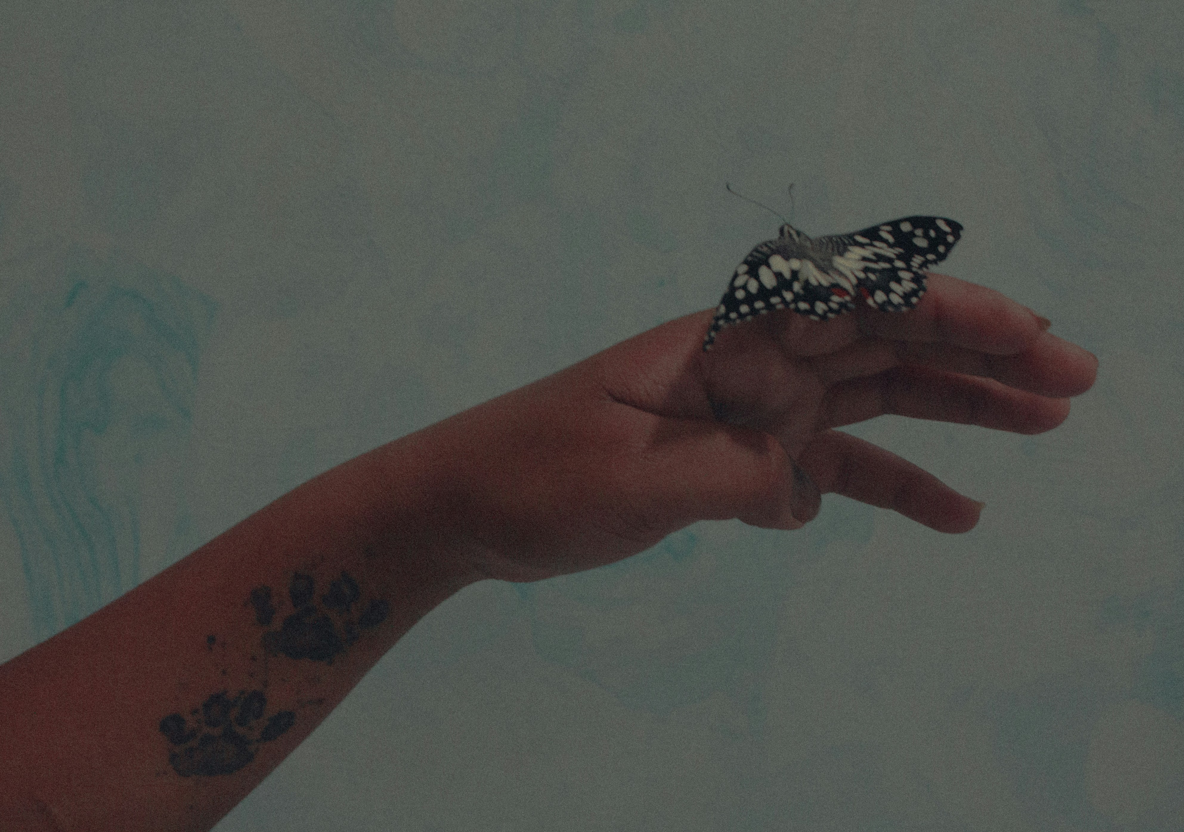 a hand holding a butterfly with a paw on it
