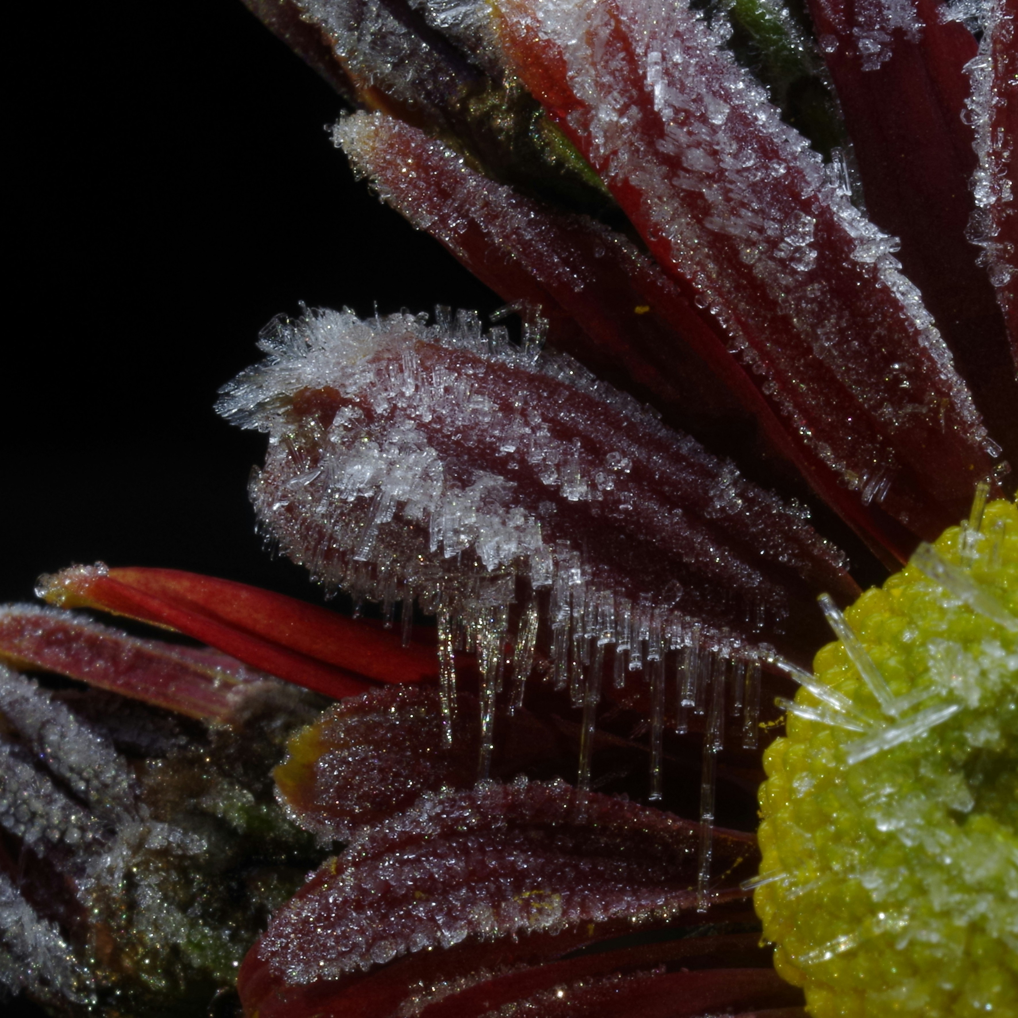 Frost-Laced Crimson Petals in a Midnight Macro