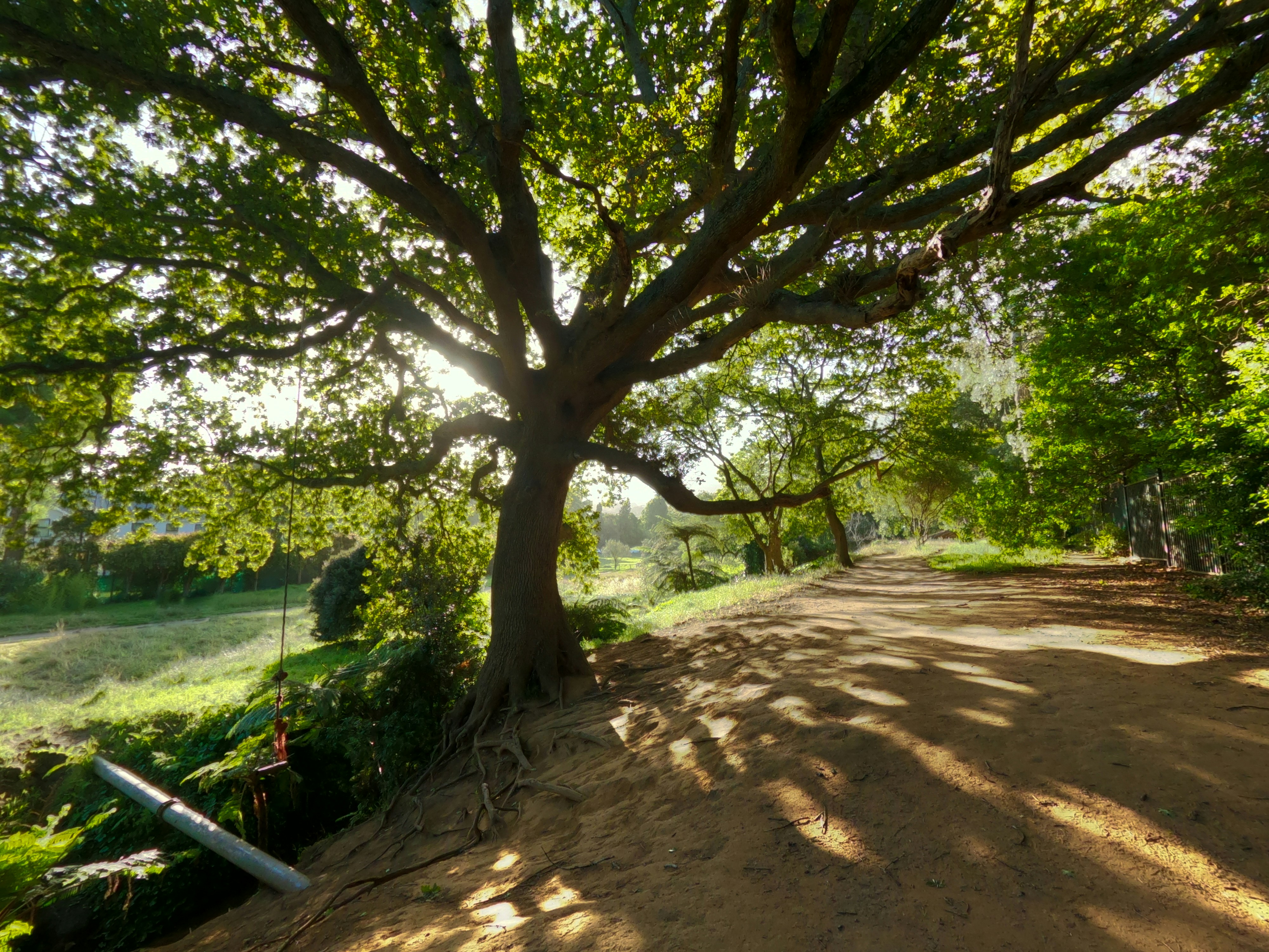 A sprawling tree casts intricate shadows on a sandy path, inviting exploration in a serene outdoor setting.