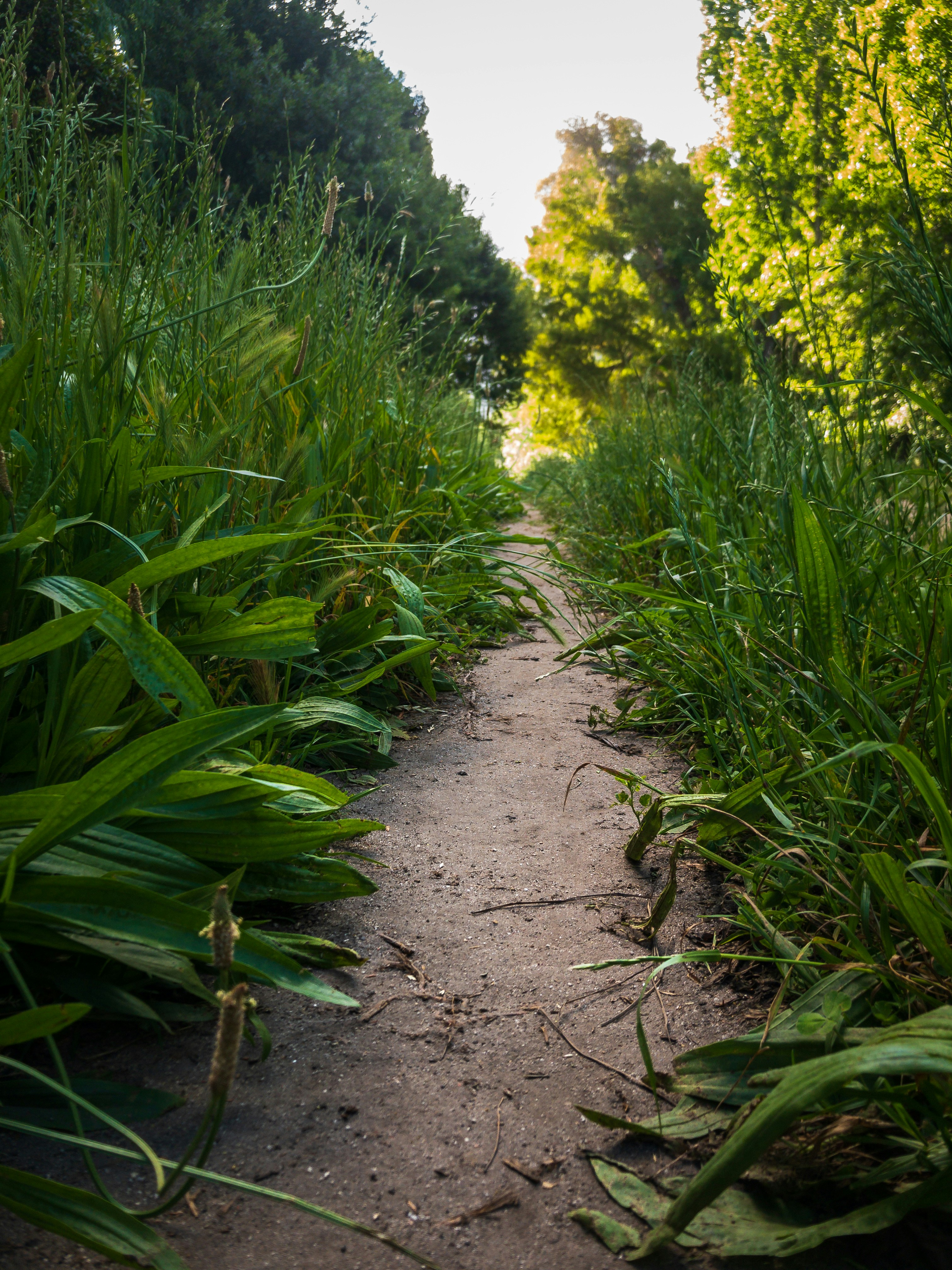 Emerald Corridor: Sunlit Dirt Path Toward a Quiet Clearing