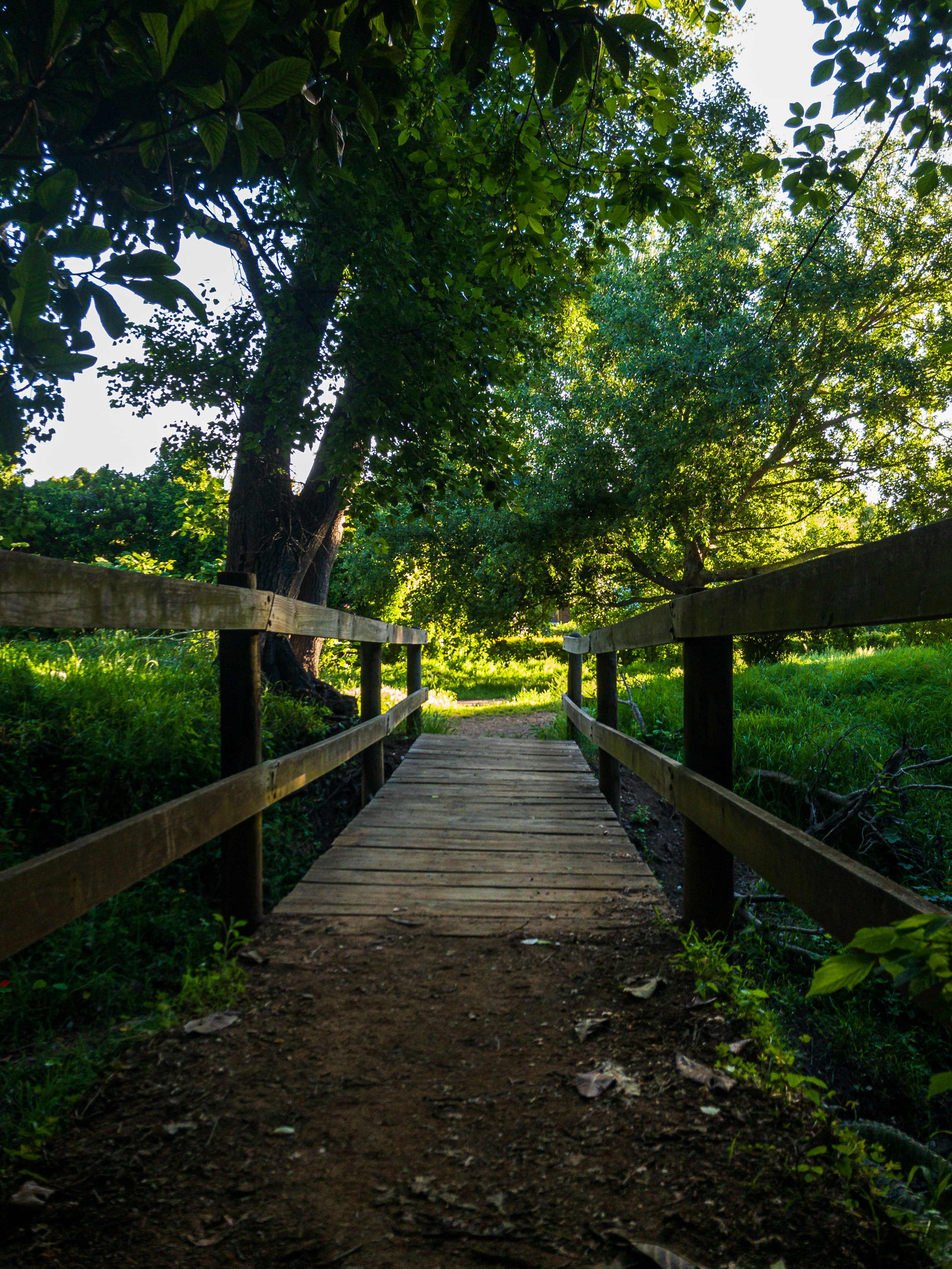 Wooden bridge leading through lush greenery under a sunlit forest canopy.