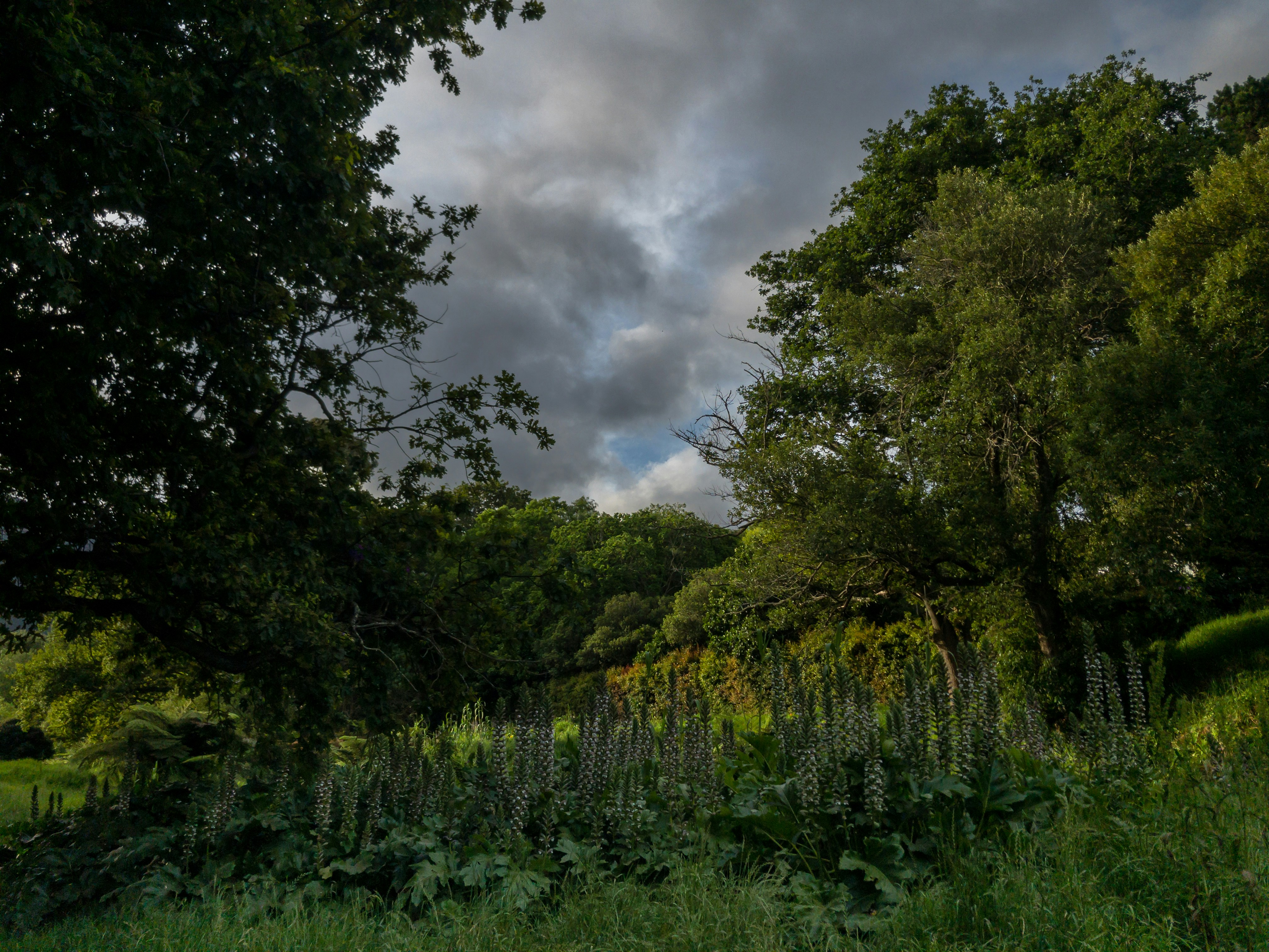 A serene landscape featuring lush greenery and towering trees under a dramatic sky. Wildflowers emerge from the foreground, adding a touch of vibrant detail.