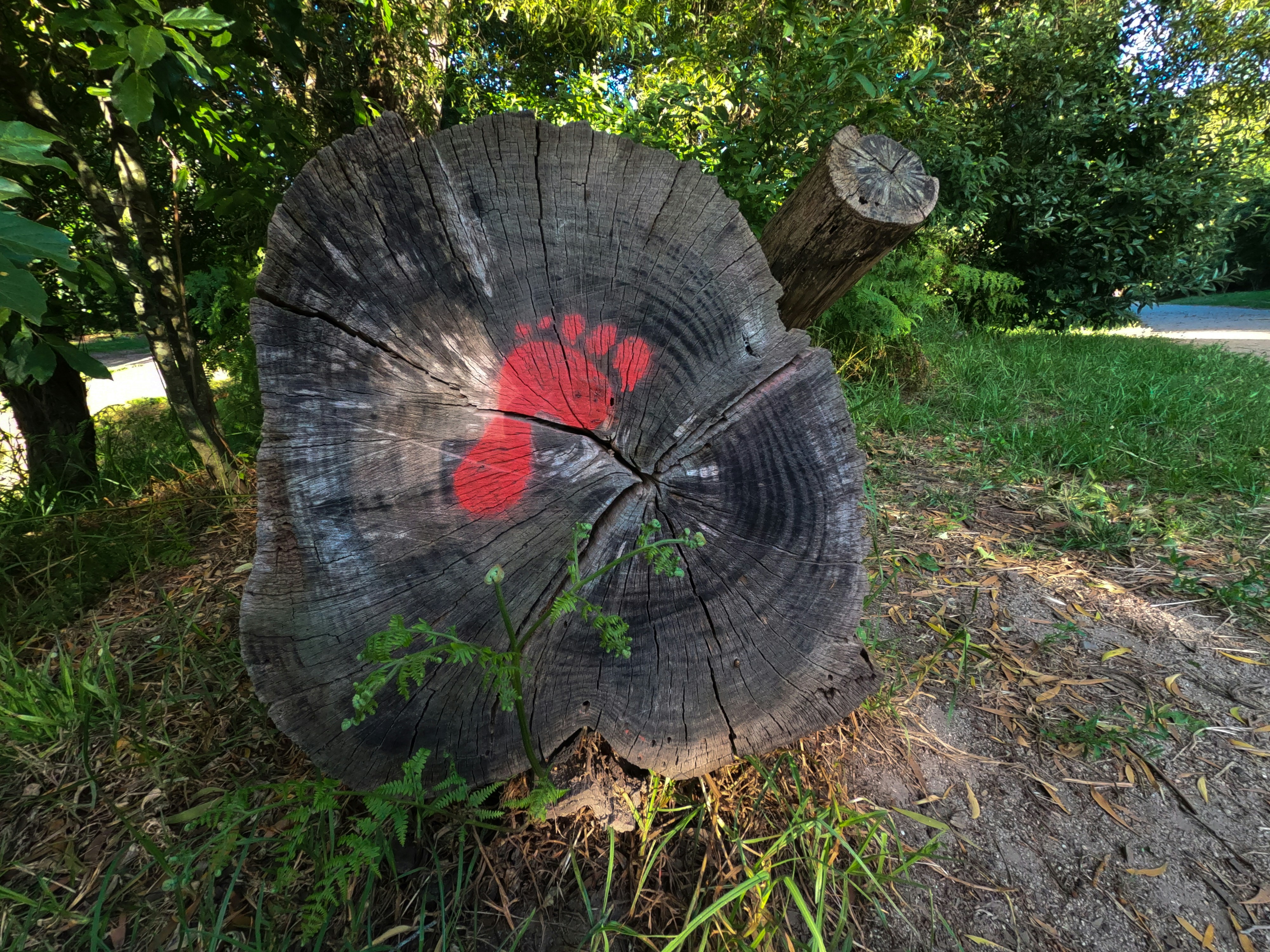 Red footprint on a wooden stump in a forest near a walking trail