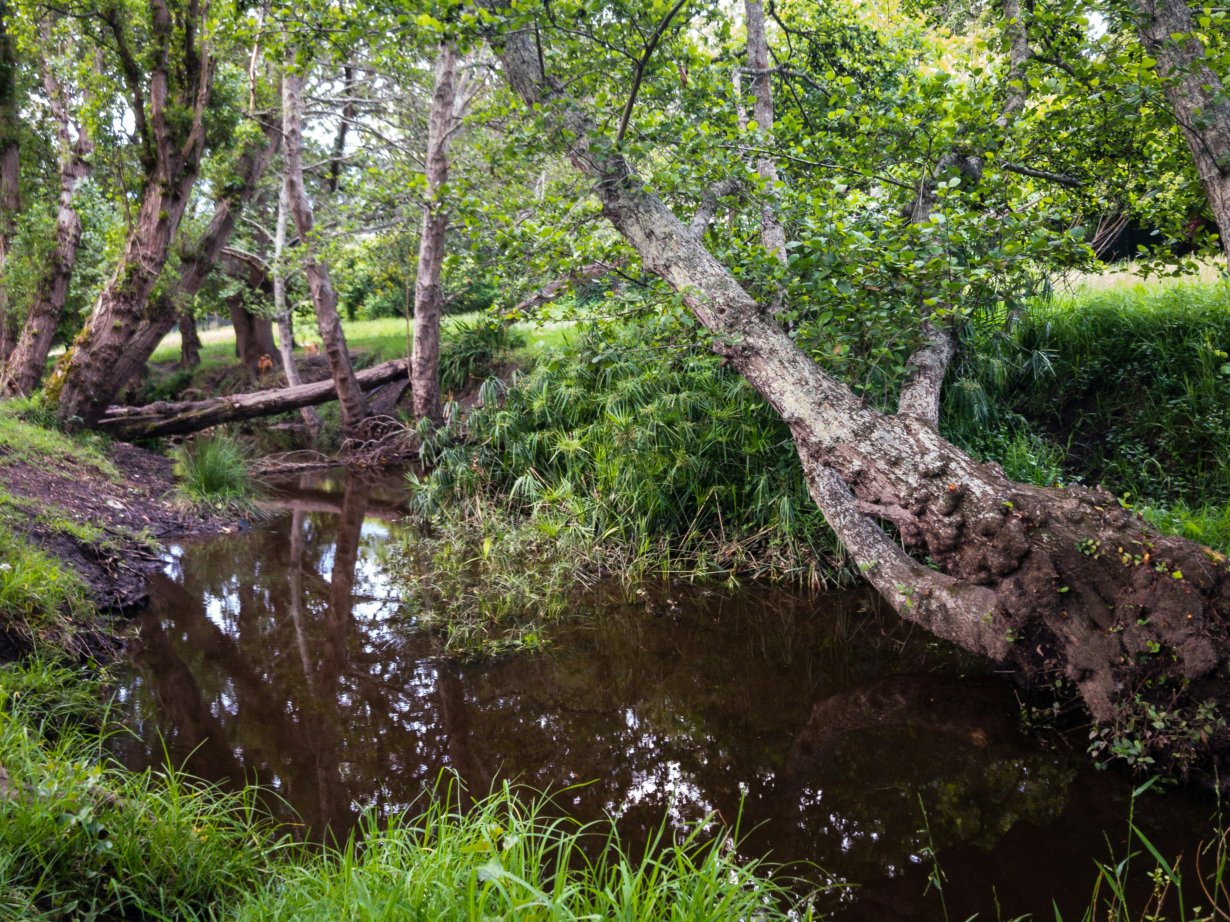 Arched Canopy over a Quiet Creek: Reflections Among Verdant Banks