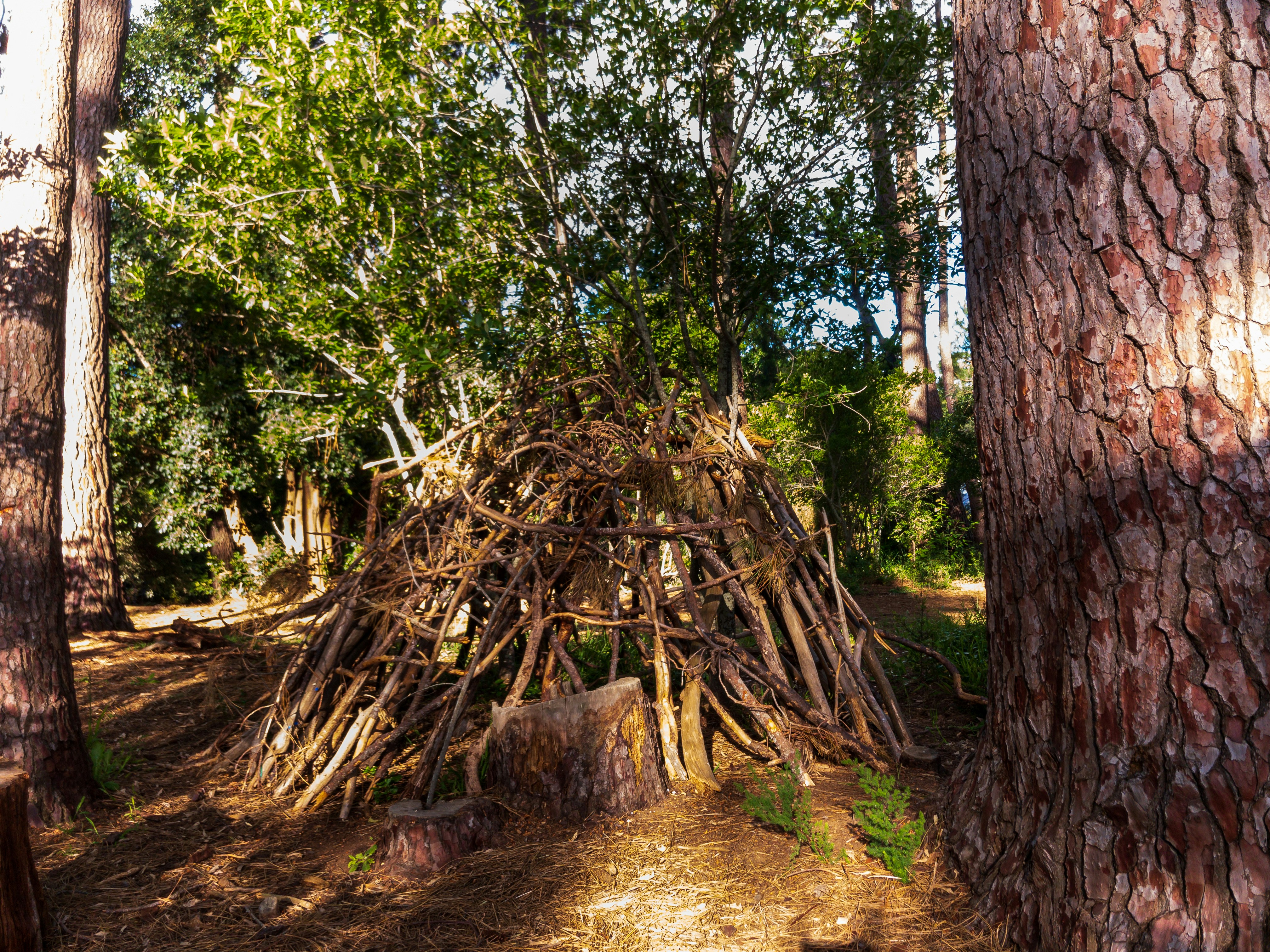 A small teepee in the middle of a forest photo – Free South africa ...