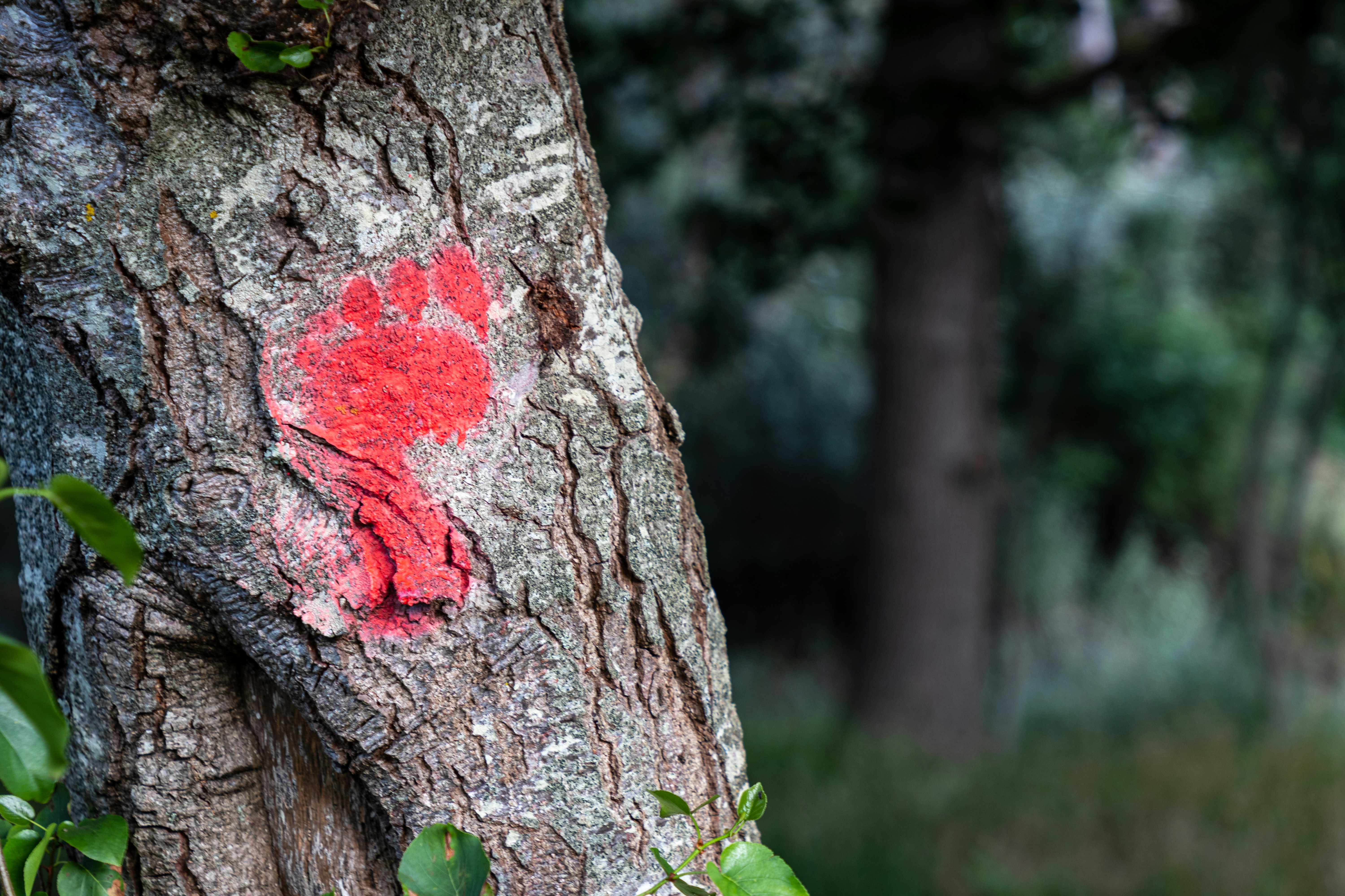 Crimson Trail Mark on Weathered Bark in a Quiet Forest